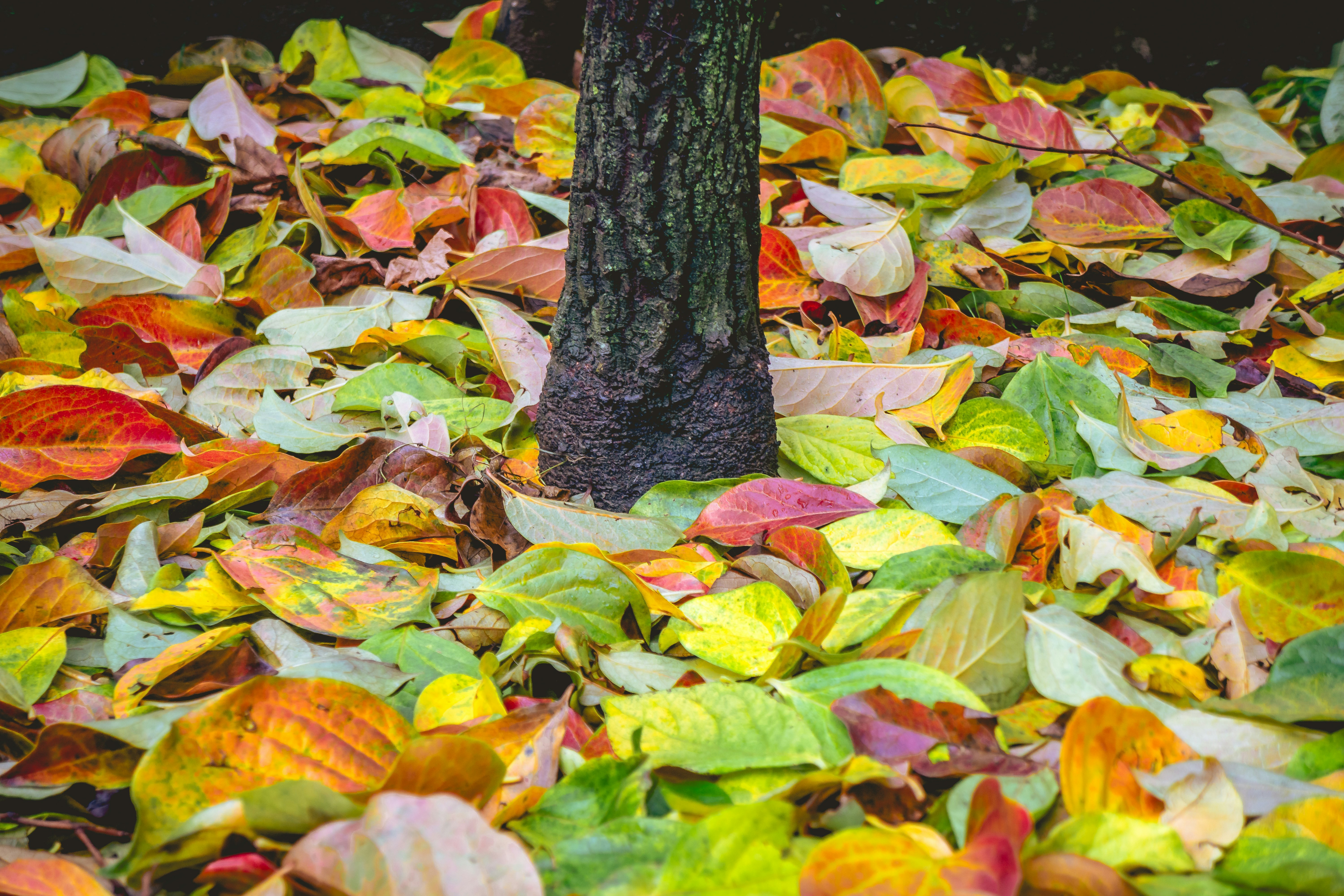 Centered Trunk Emerges from a Carved Sea of Autumn Leaves