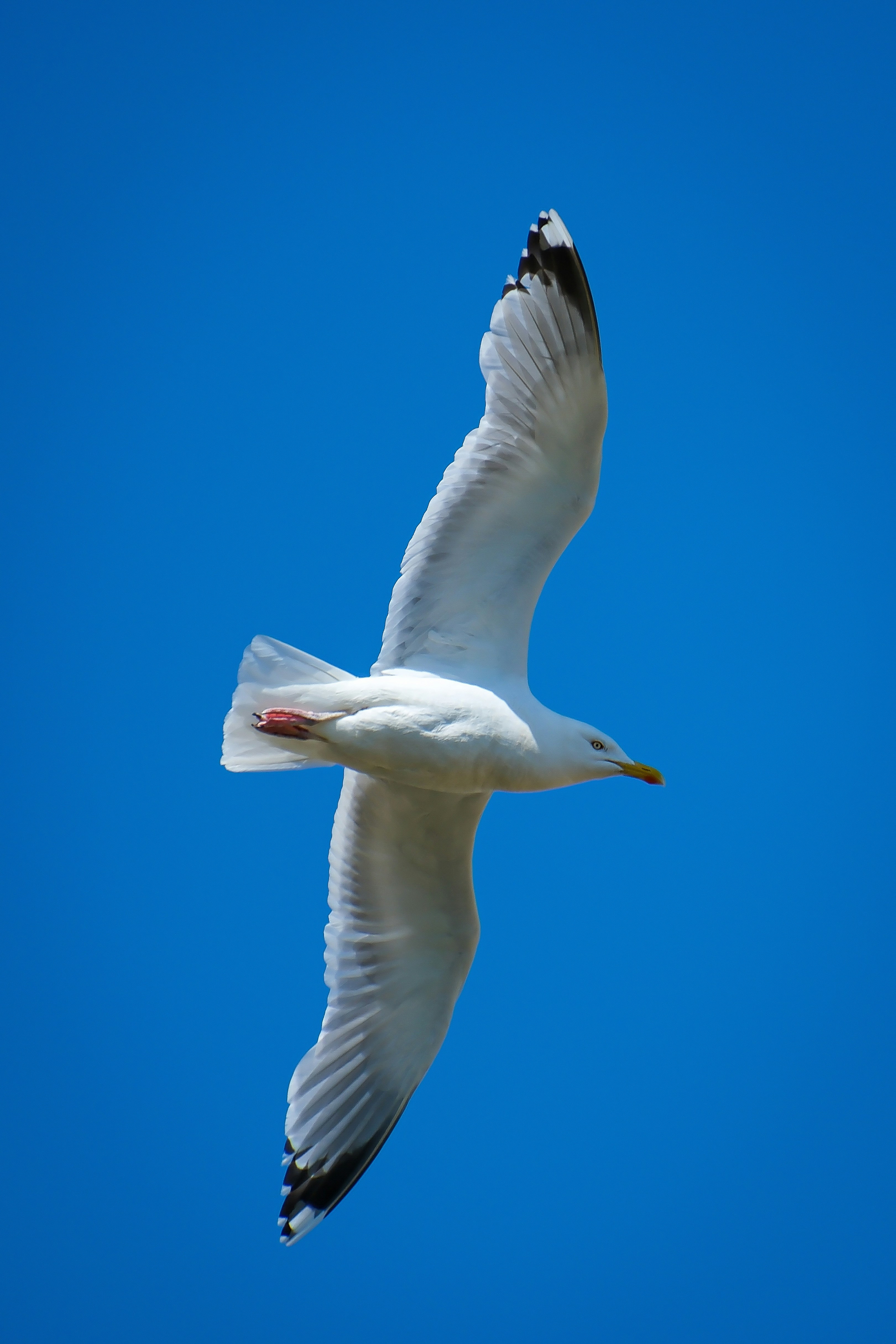 A graceful seagull captured mid-flight against a clear blue sky, showcasing the elegance and freedom of nature.