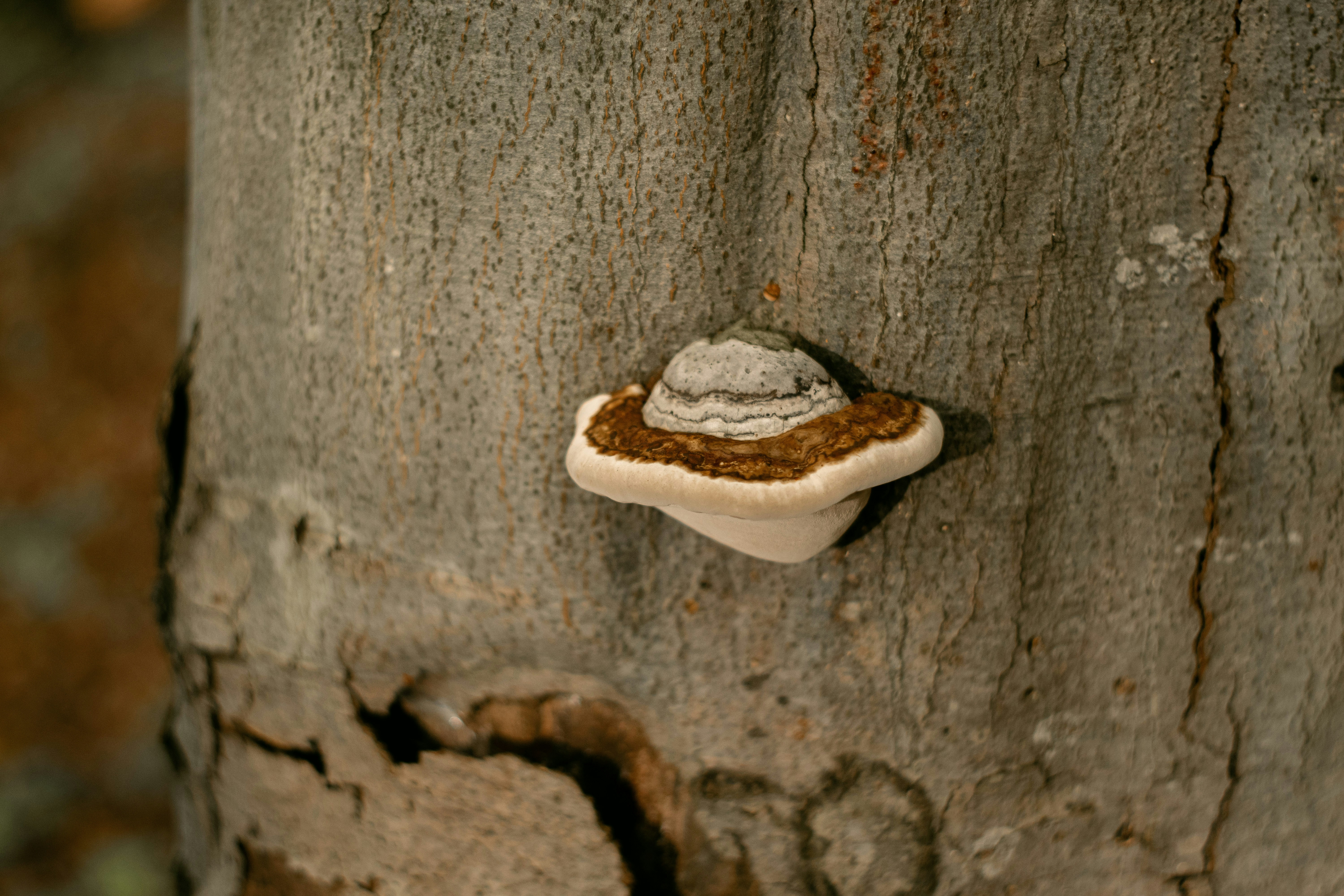 Tiny Shelf Fungus on Weathered Bark: A Micro Portrait of Texture