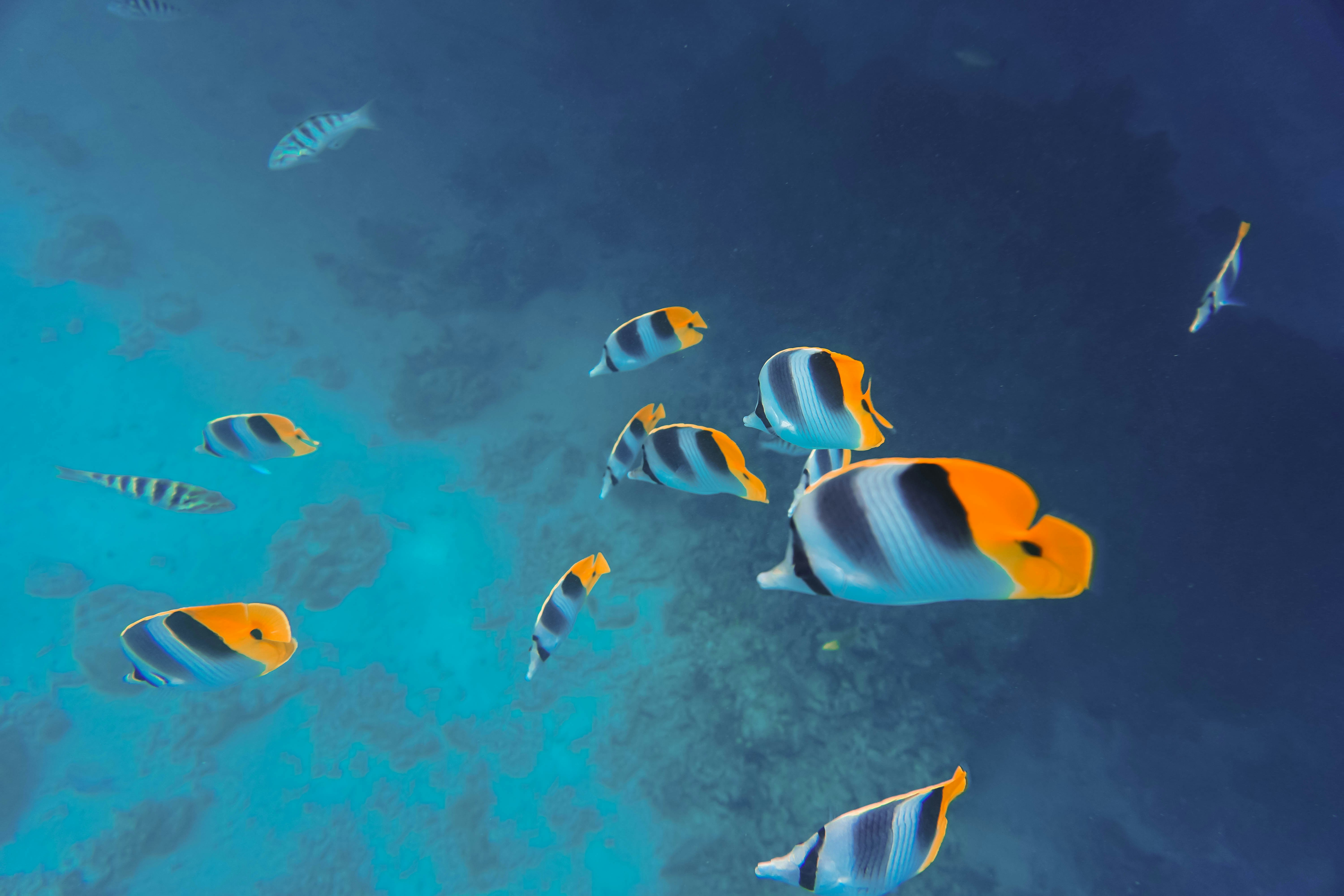 Stripefire Parade in the Blue Abyss: Orange-Black Striped Tropicals Glide Through Coral