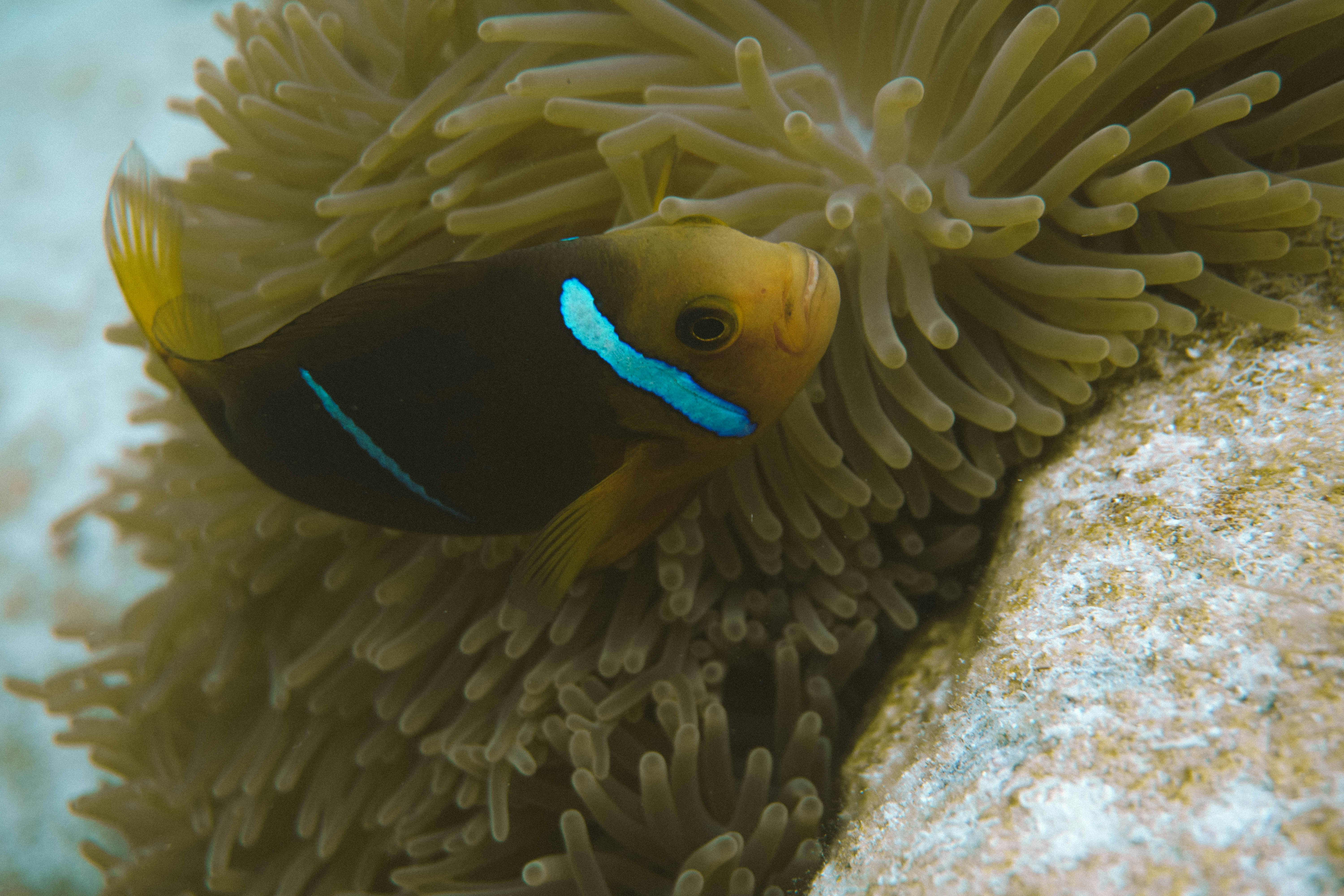 Electric Blue Stripe Amid Quiet Anemone: A Clownfish Portrait in Reef Light