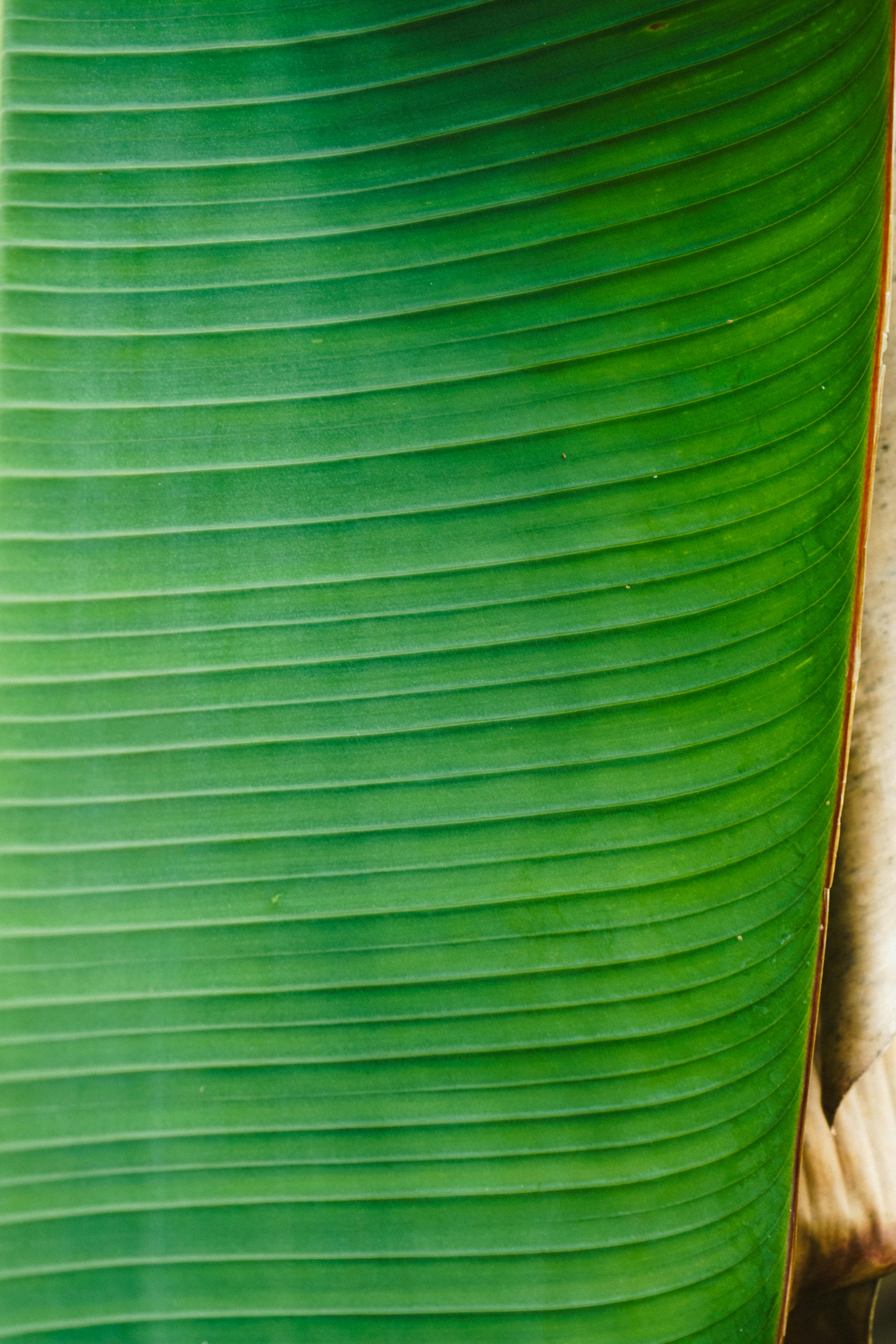 Emerald Veins: Macro Portrait of Leaf Texture