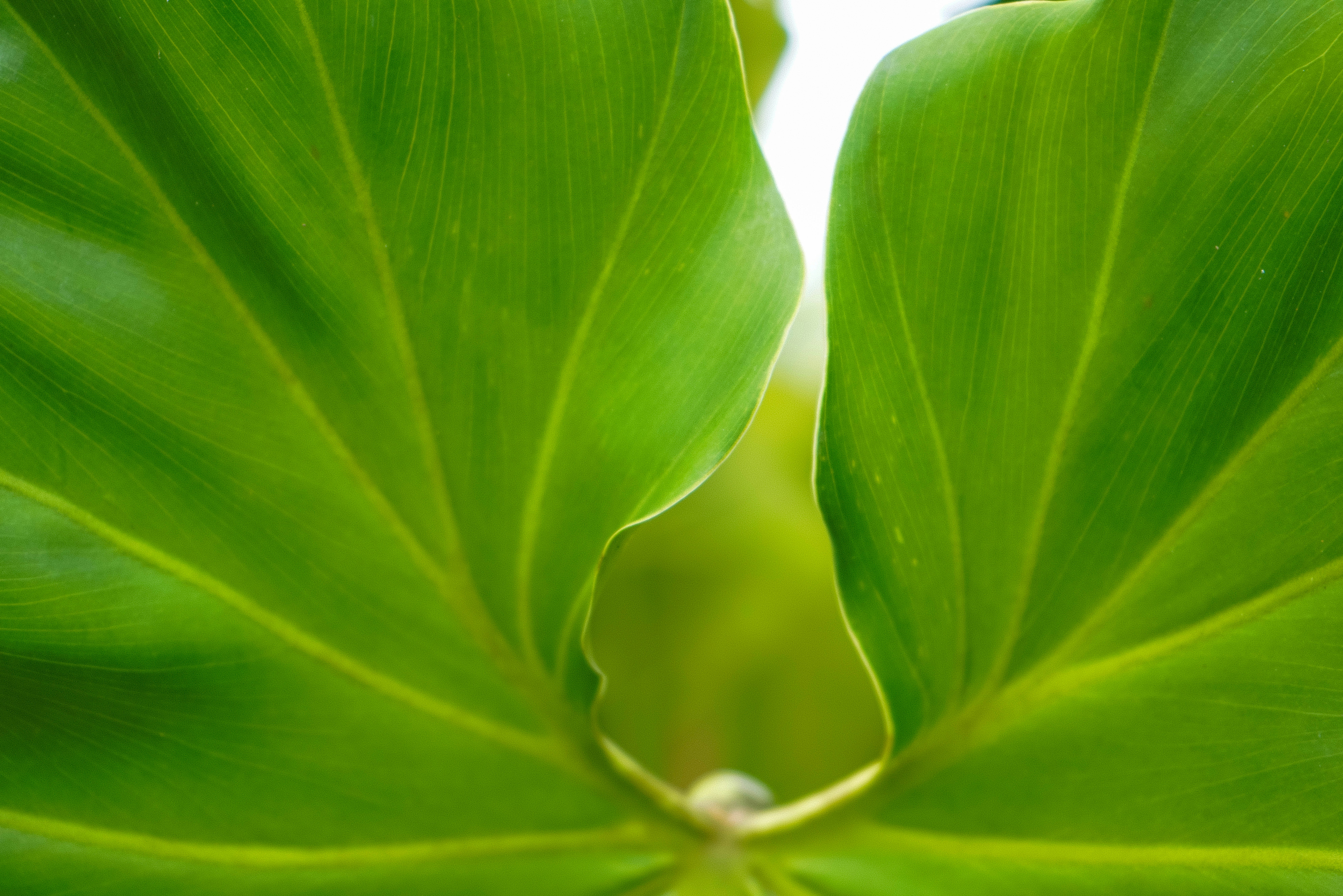 Bright green leaves framing a central heart-shaped stem