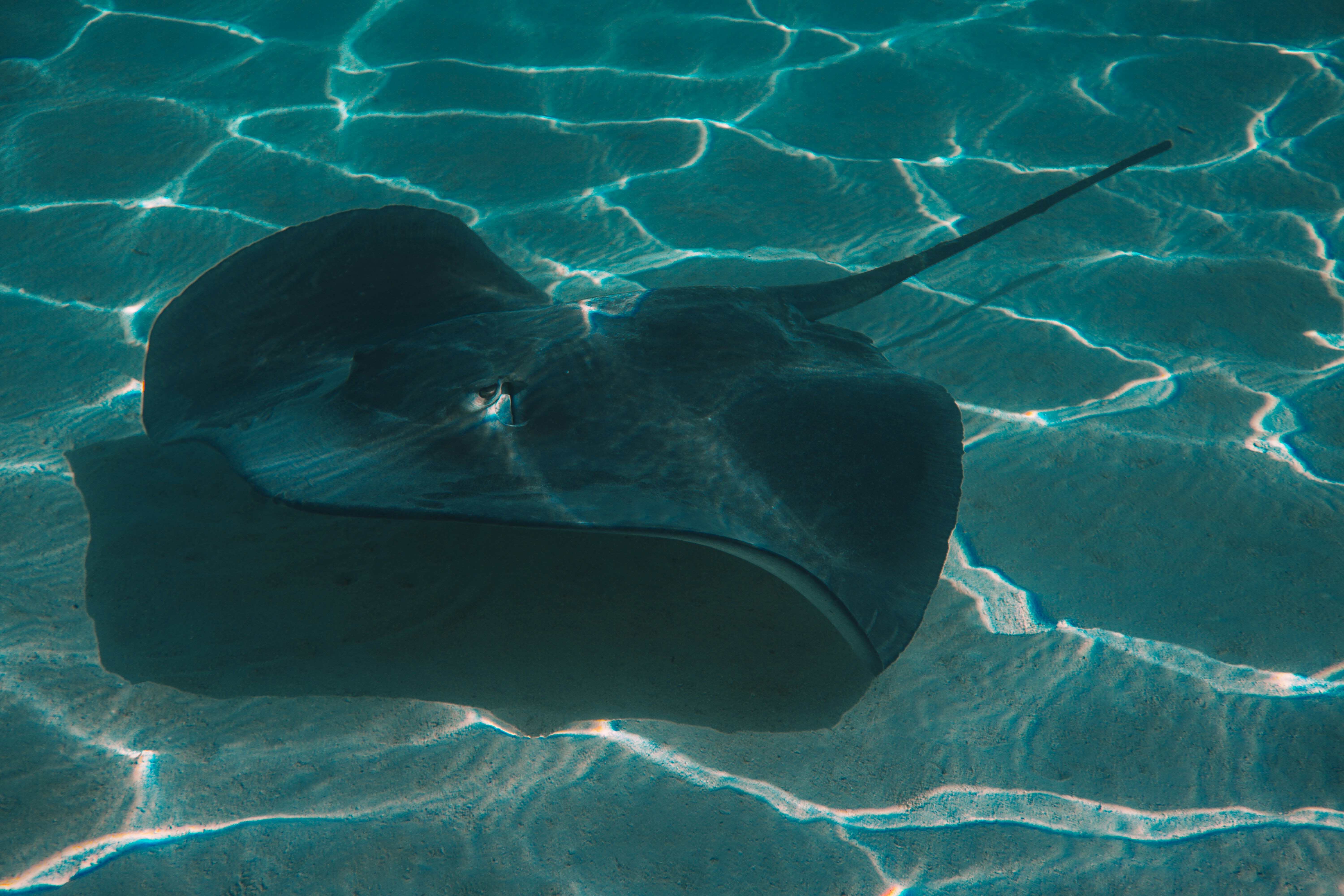 Moonlit Glide: A Stingray Drifts Across Rippled Blue