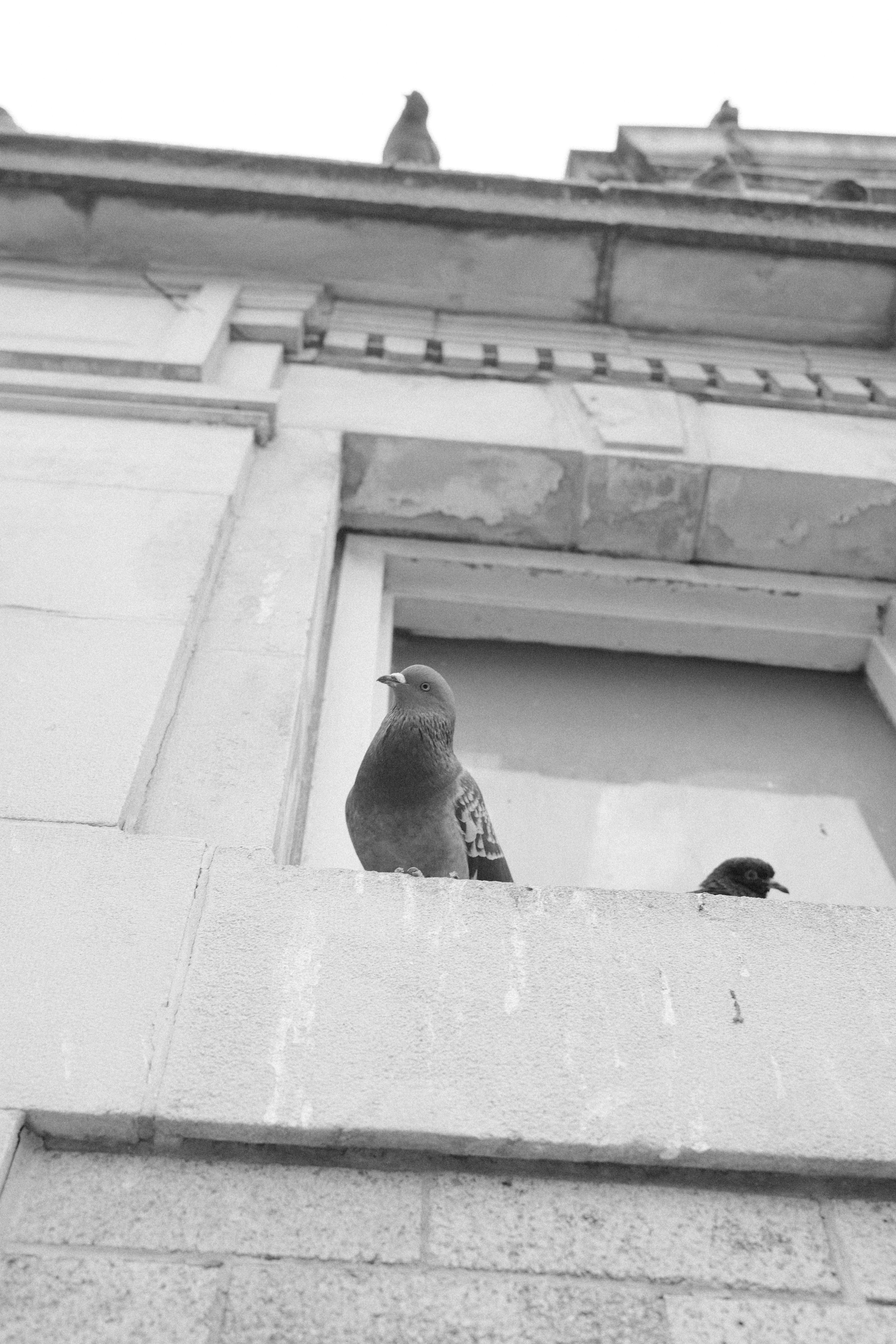 Balcony Sentinel: A Pigeon Perched on a Weathered City Facade