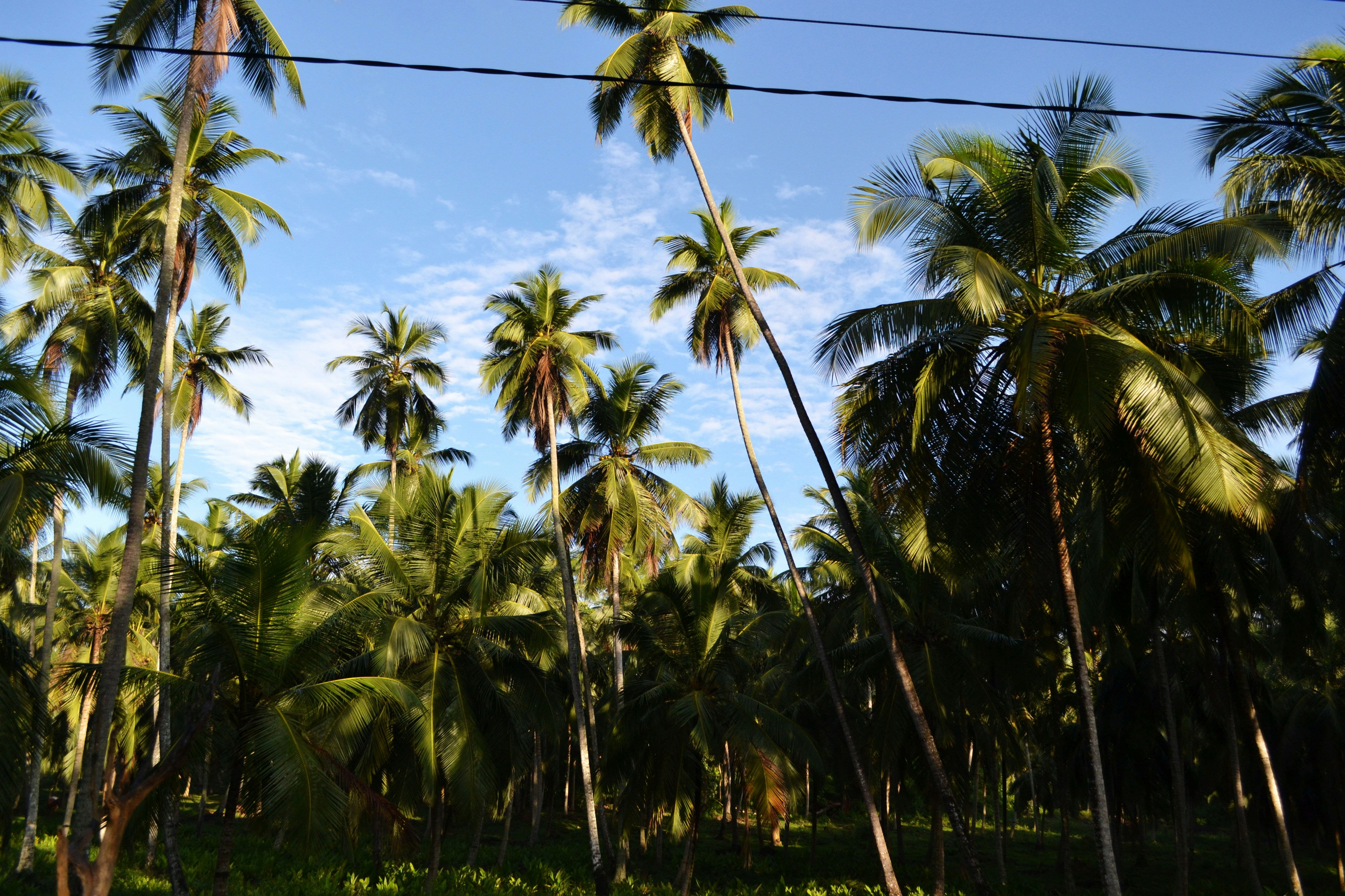 Sunlit Palm Grove Framed by Crossing Cables