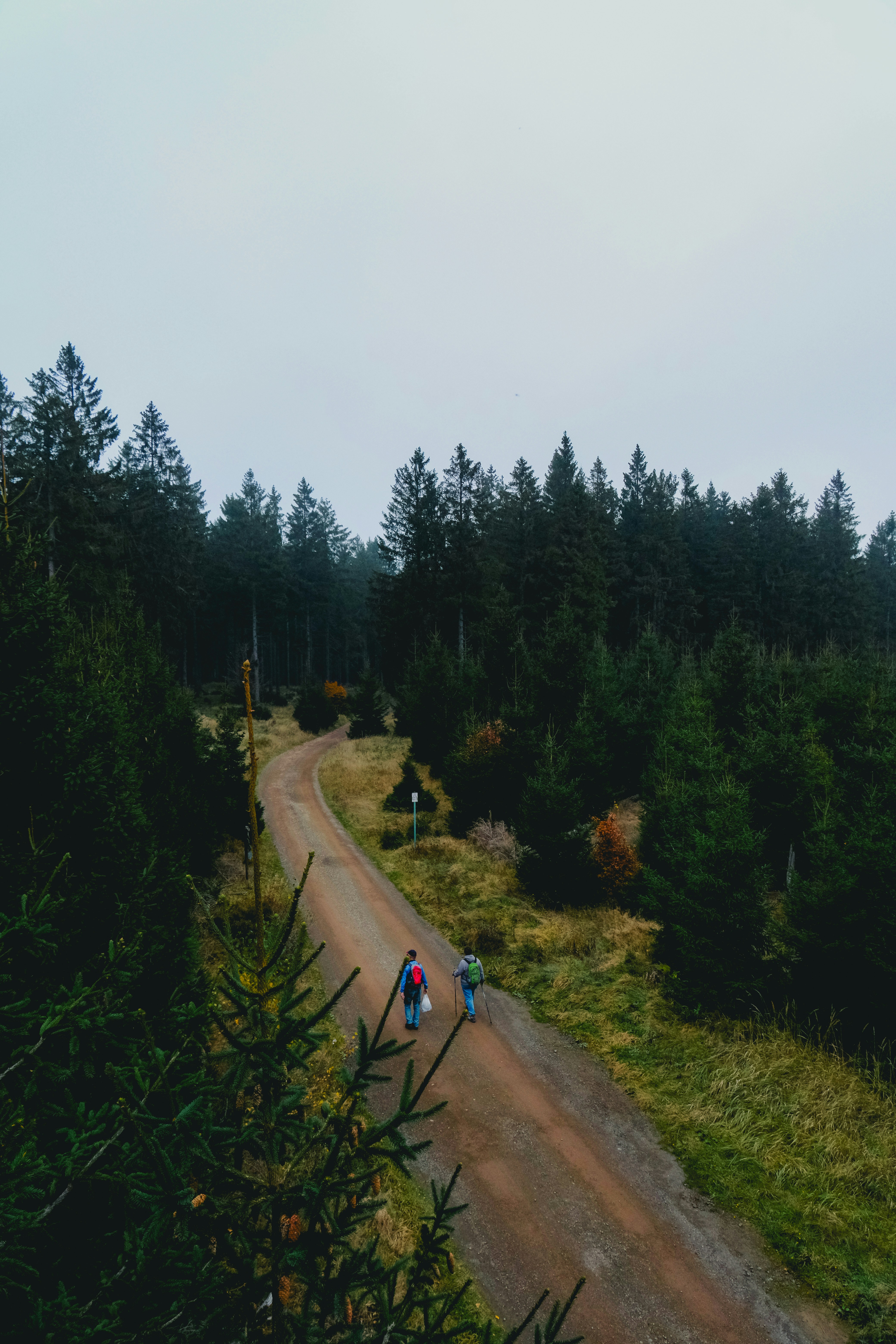Ribbon of Dirt Through Pines: Two Hikers on a Quiet Forest Bend