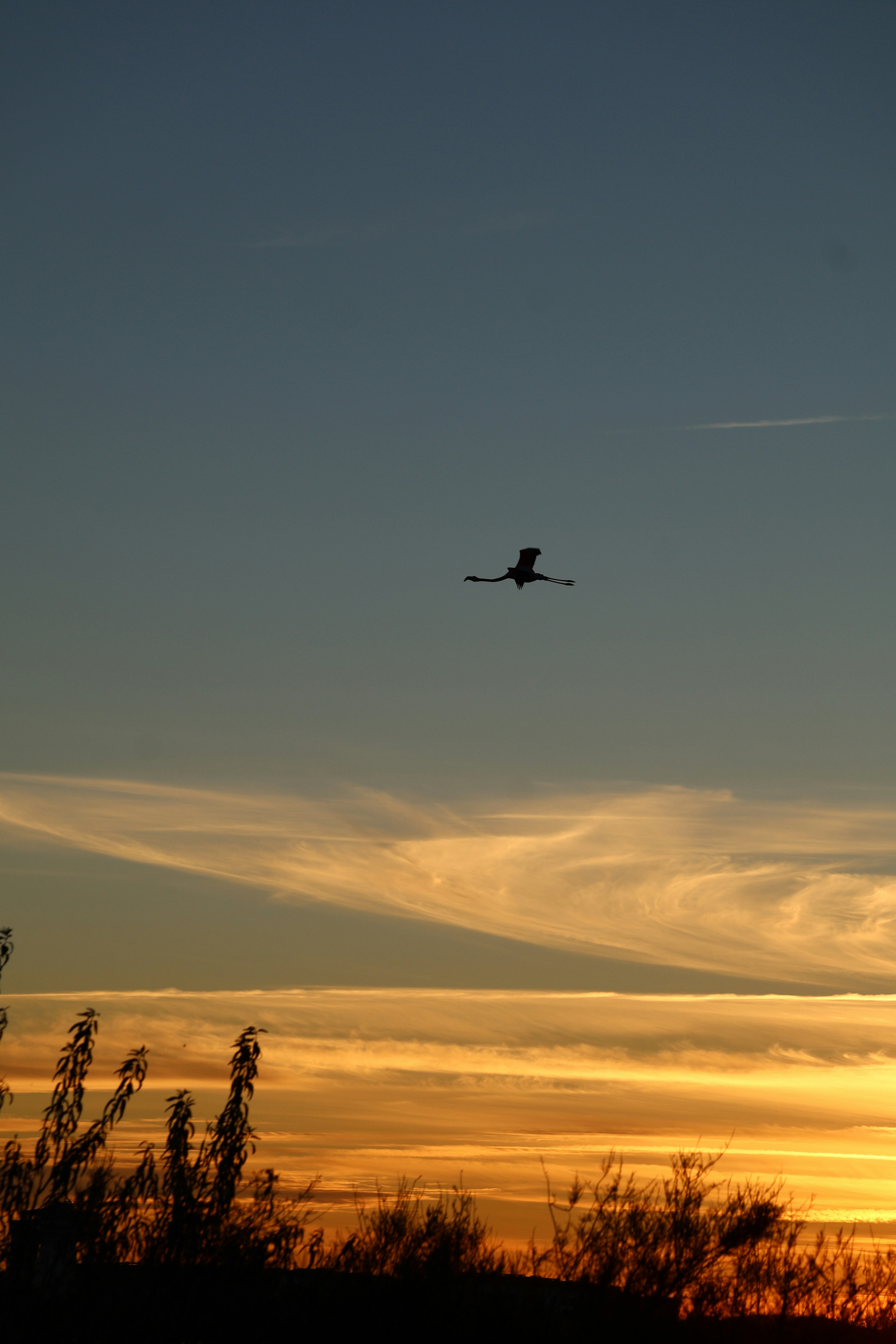 Ember Sky Flight: Silhouette of a Bird Across the Sunset