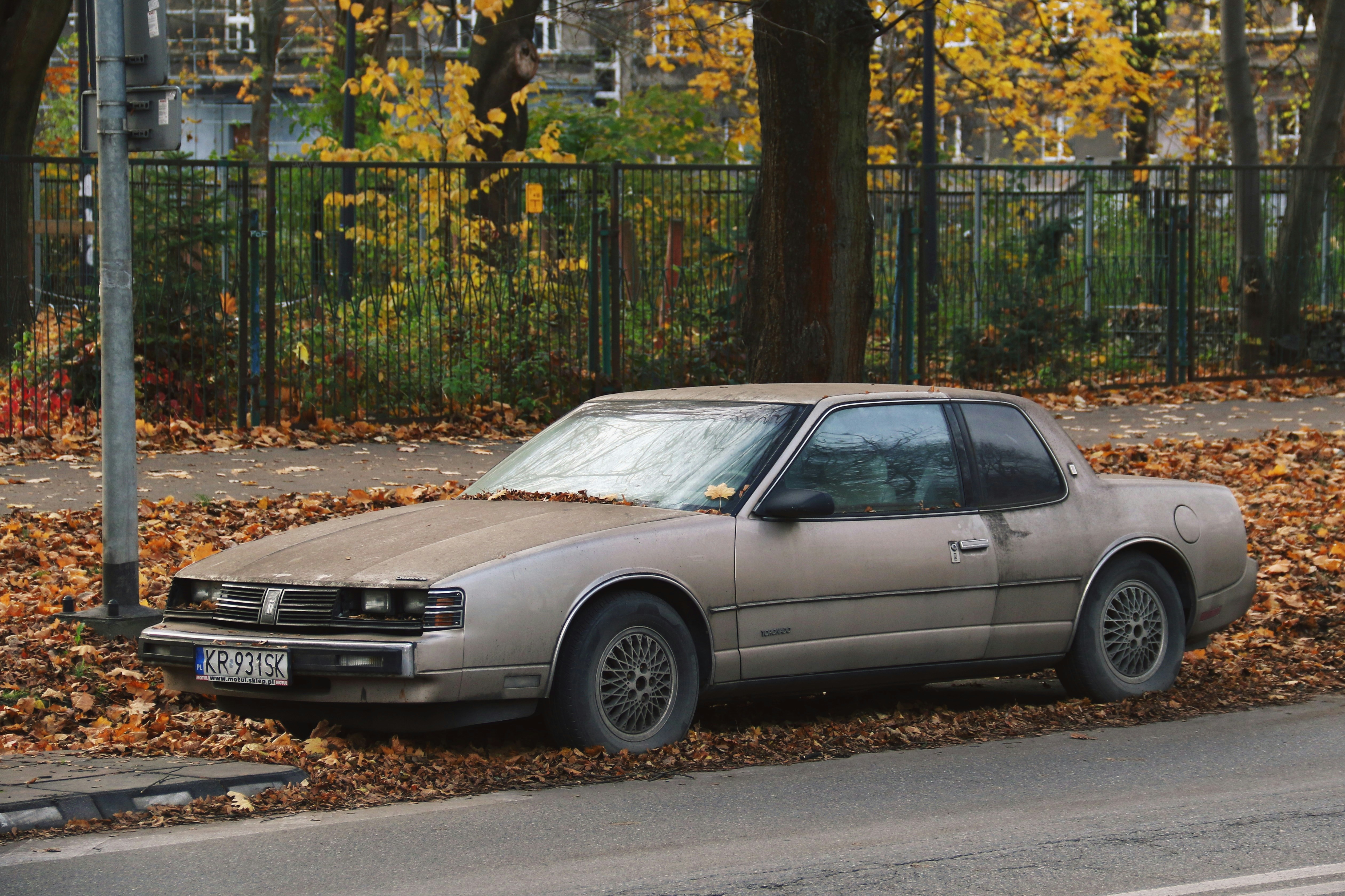 Dusky sedan at autumn curb, parked beneath a ginkgo-lined fence