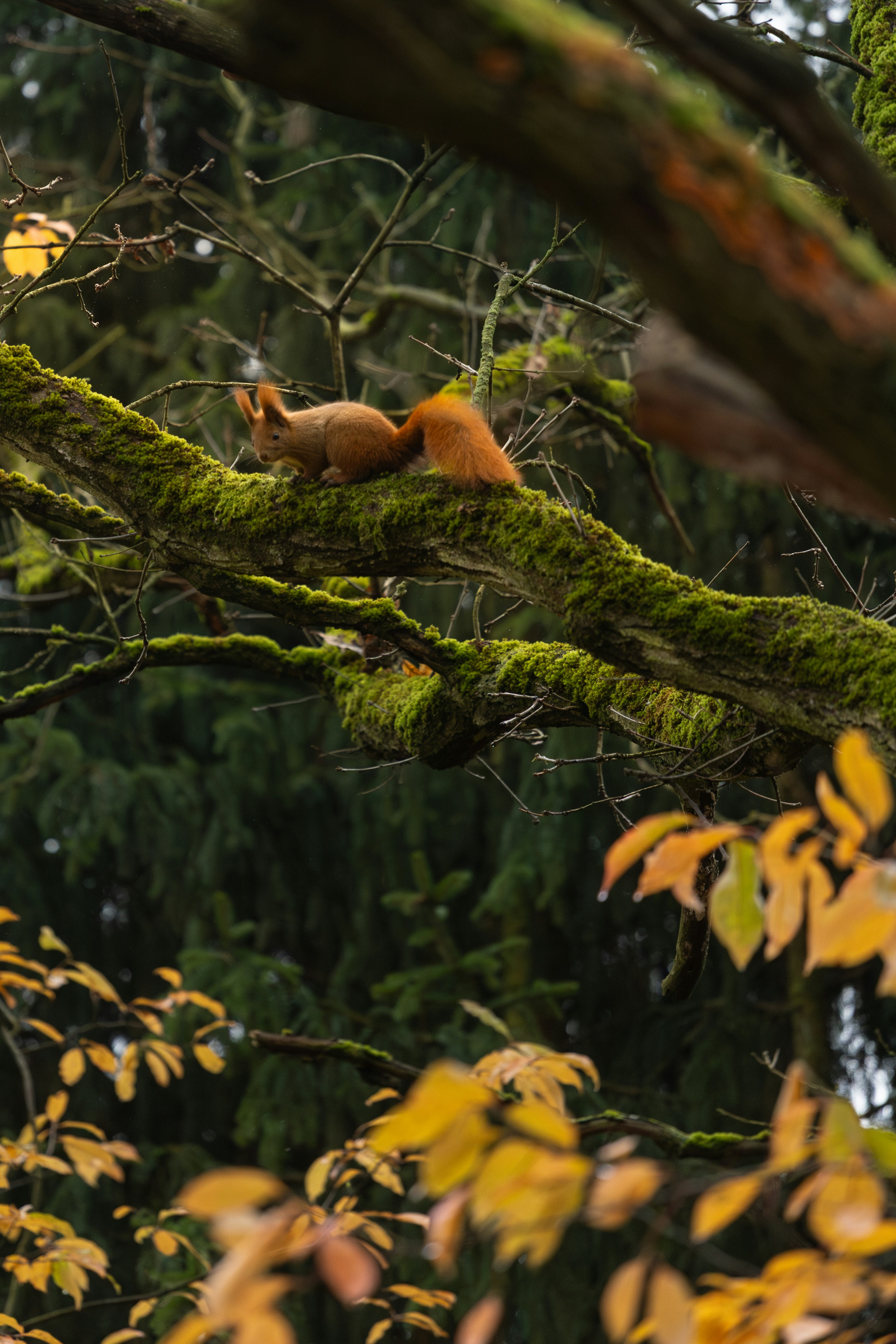 Amber Squirrel Pauses on a Moss-Covered Branch in a Quiet Forest