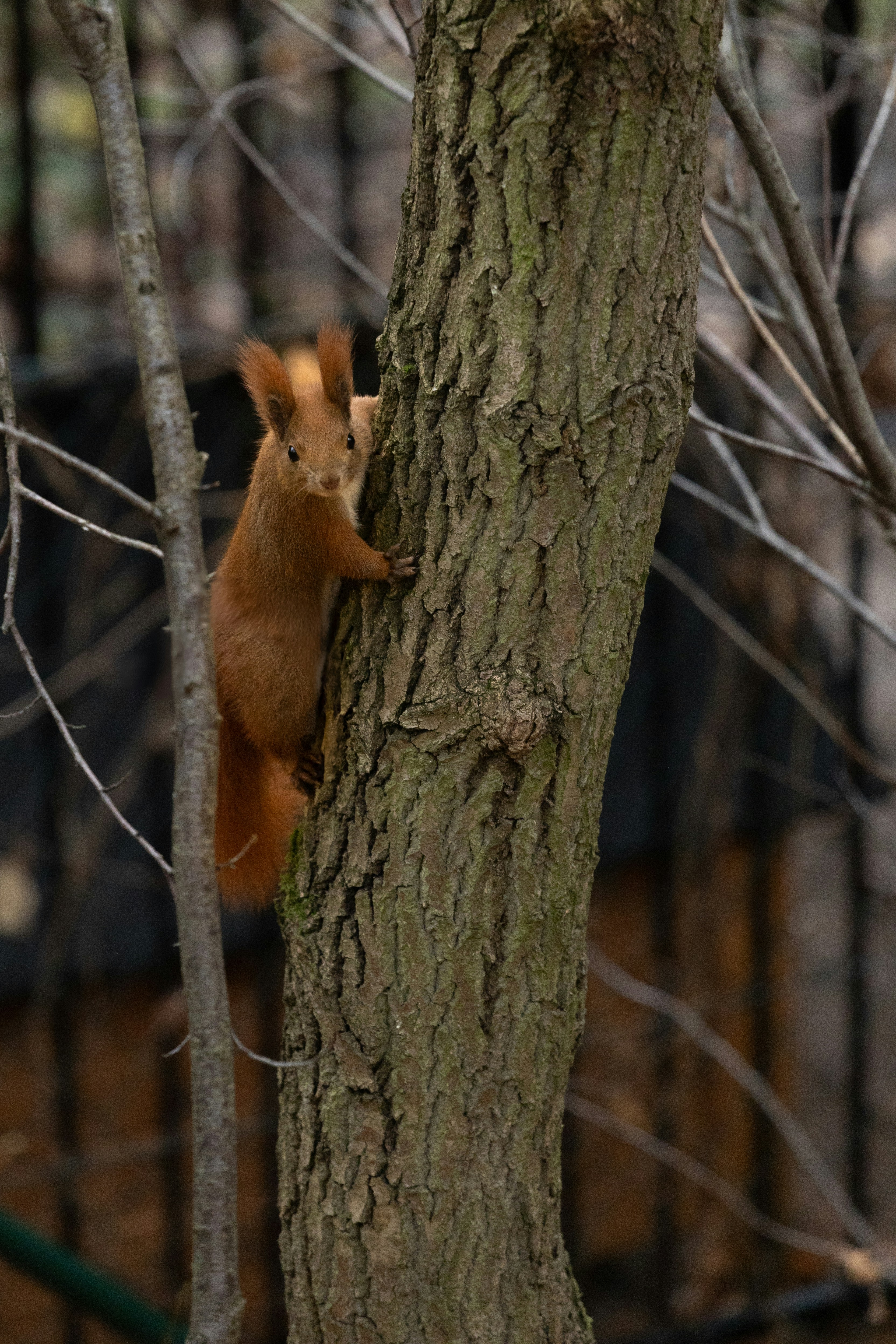 Photo by Peter with Canon EOS R