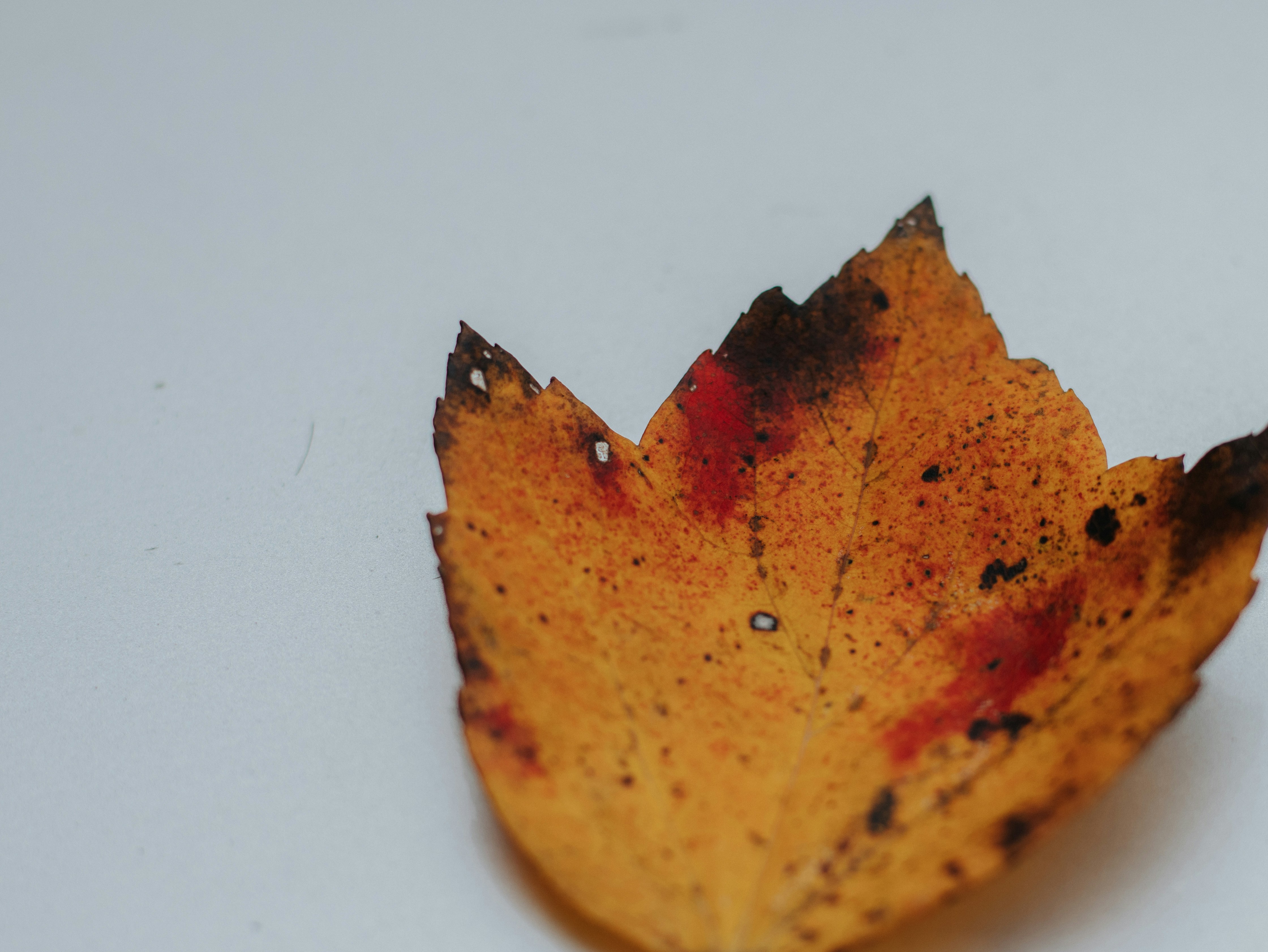 Solitary Maple on a Pale Stage