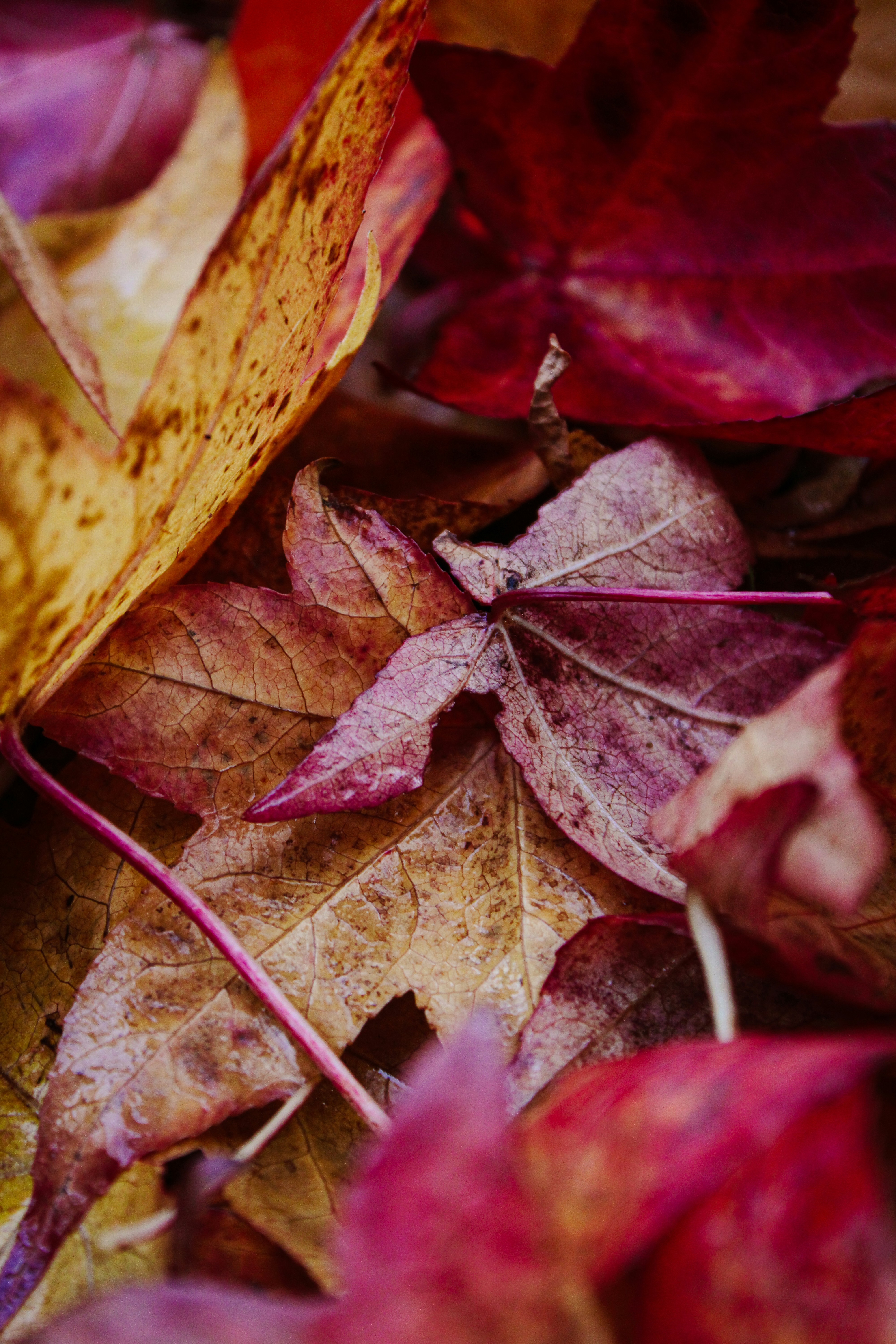 Veins of Fall: A Close-Up Mosaic of Autumn Leaves