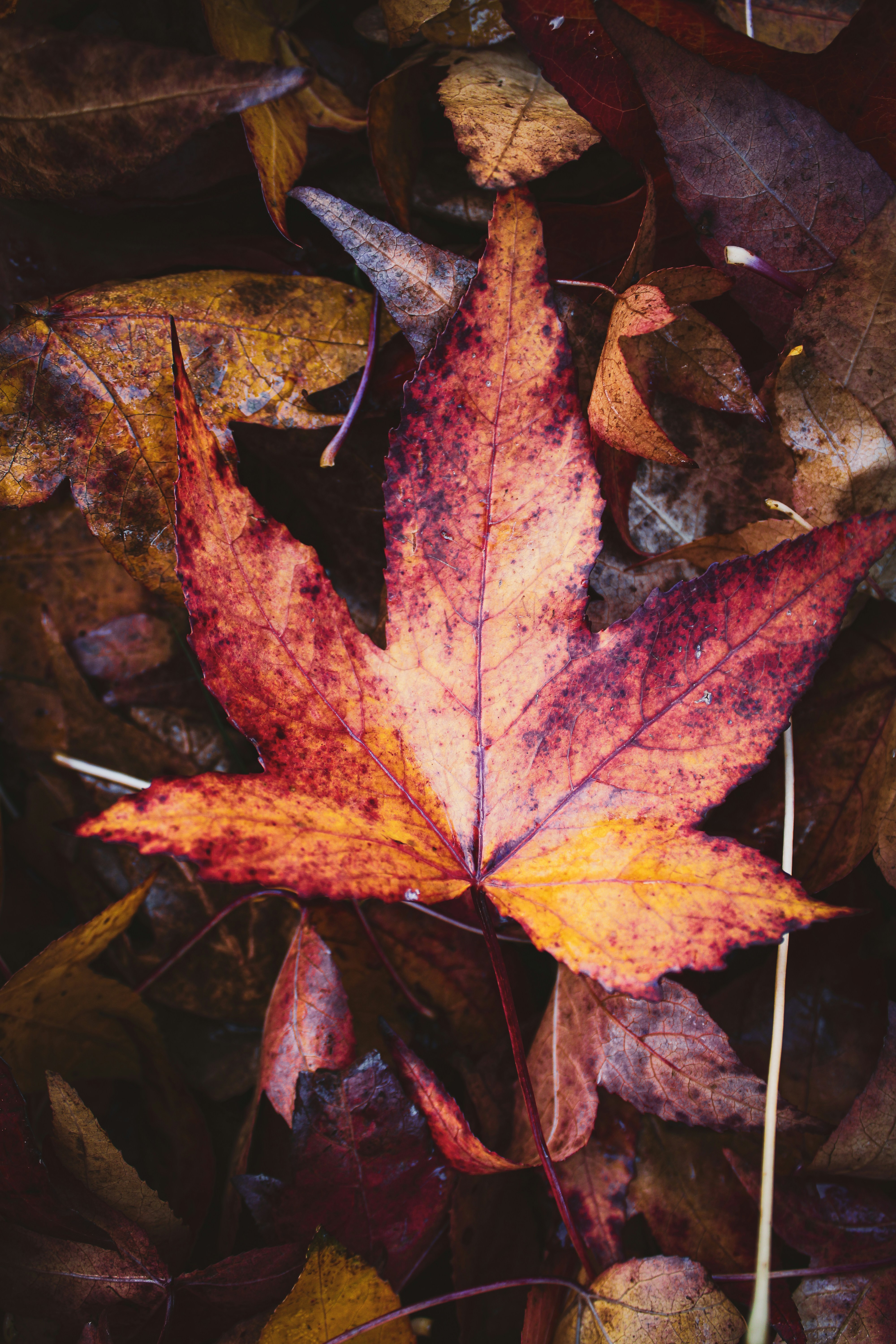 A vibrant autumn leaf rests on the ground.