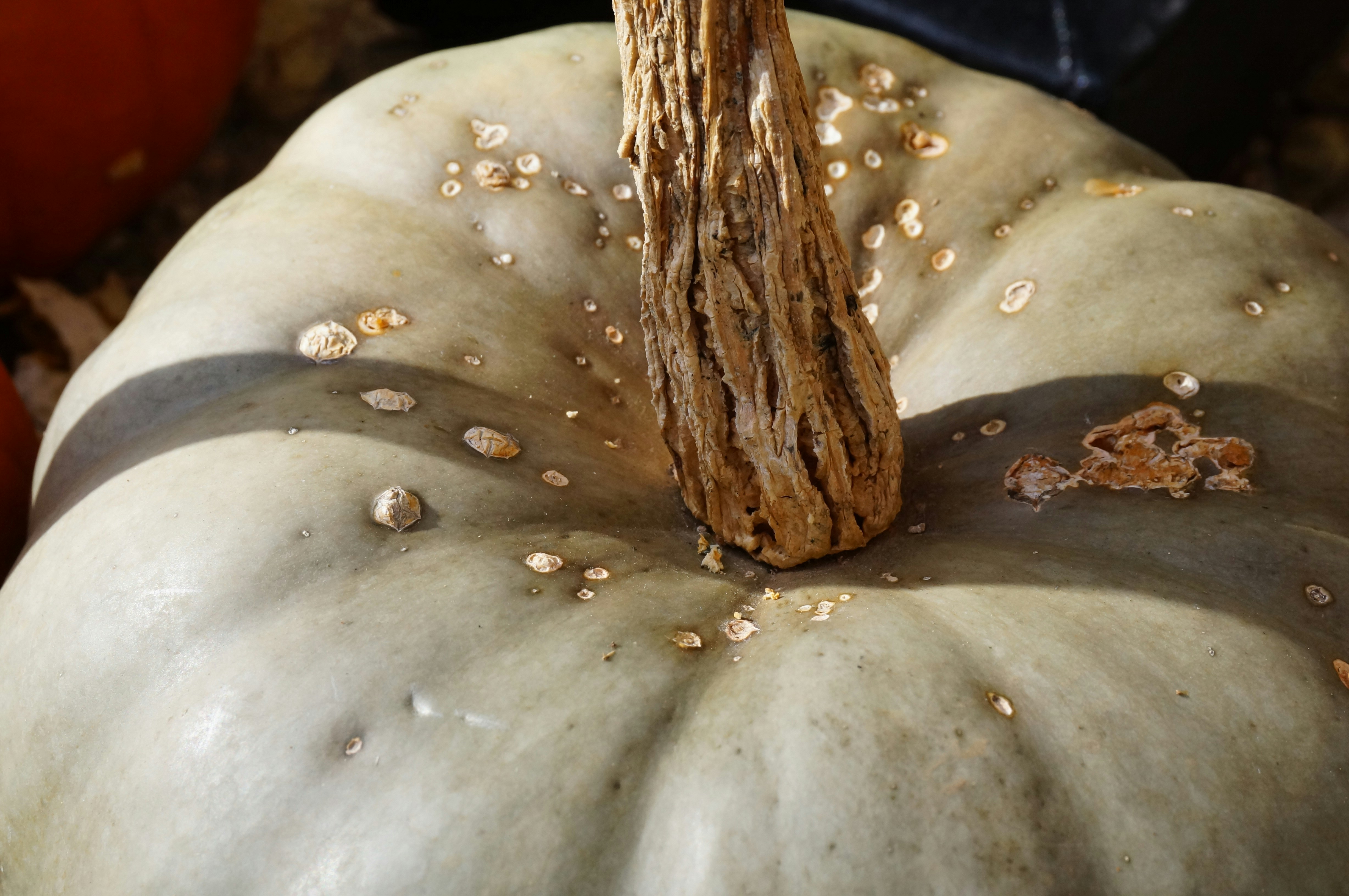 The top of a pumpkin