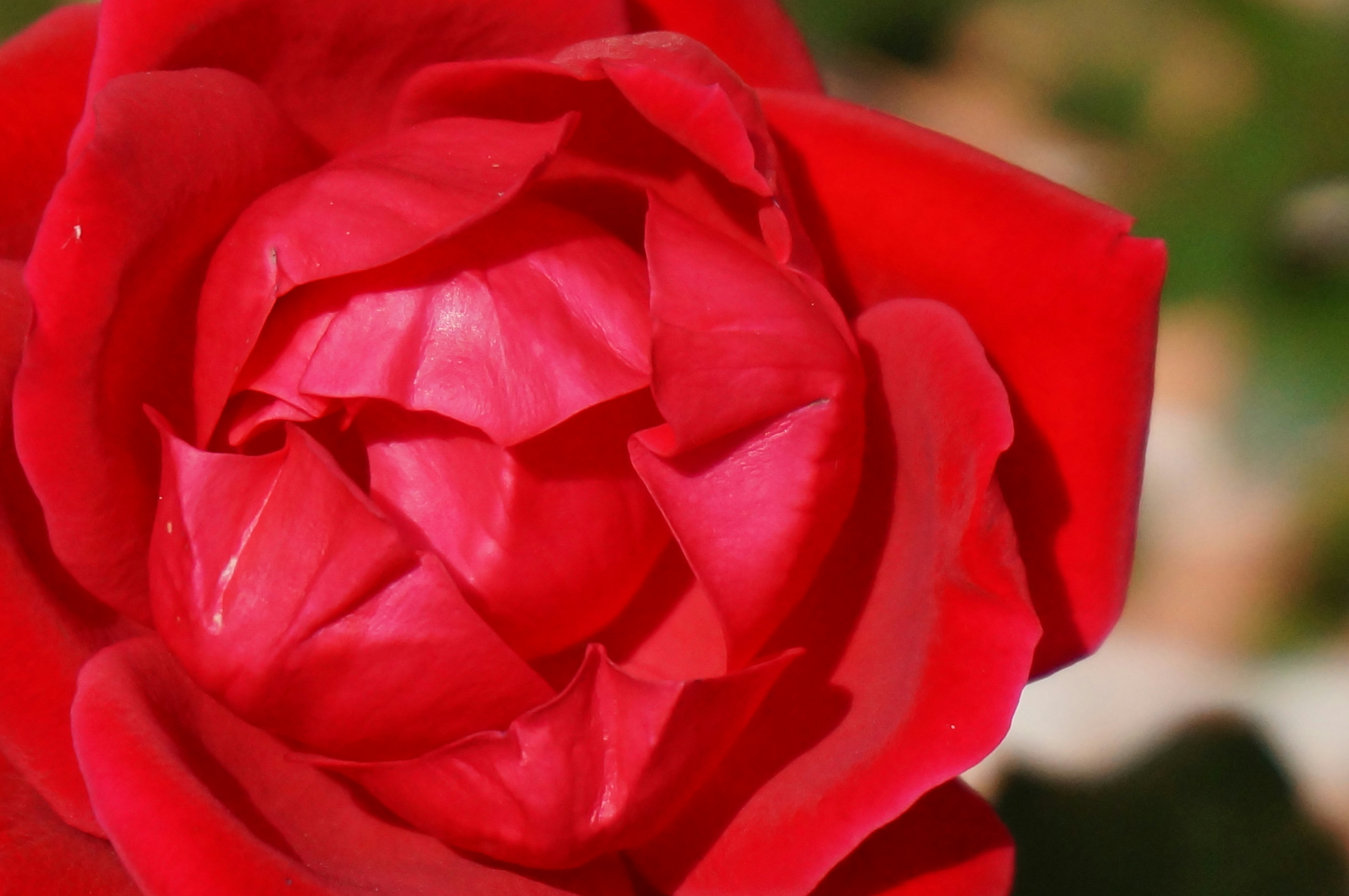 Spiral of Scarlet: A Velvet Rose in Close Focus