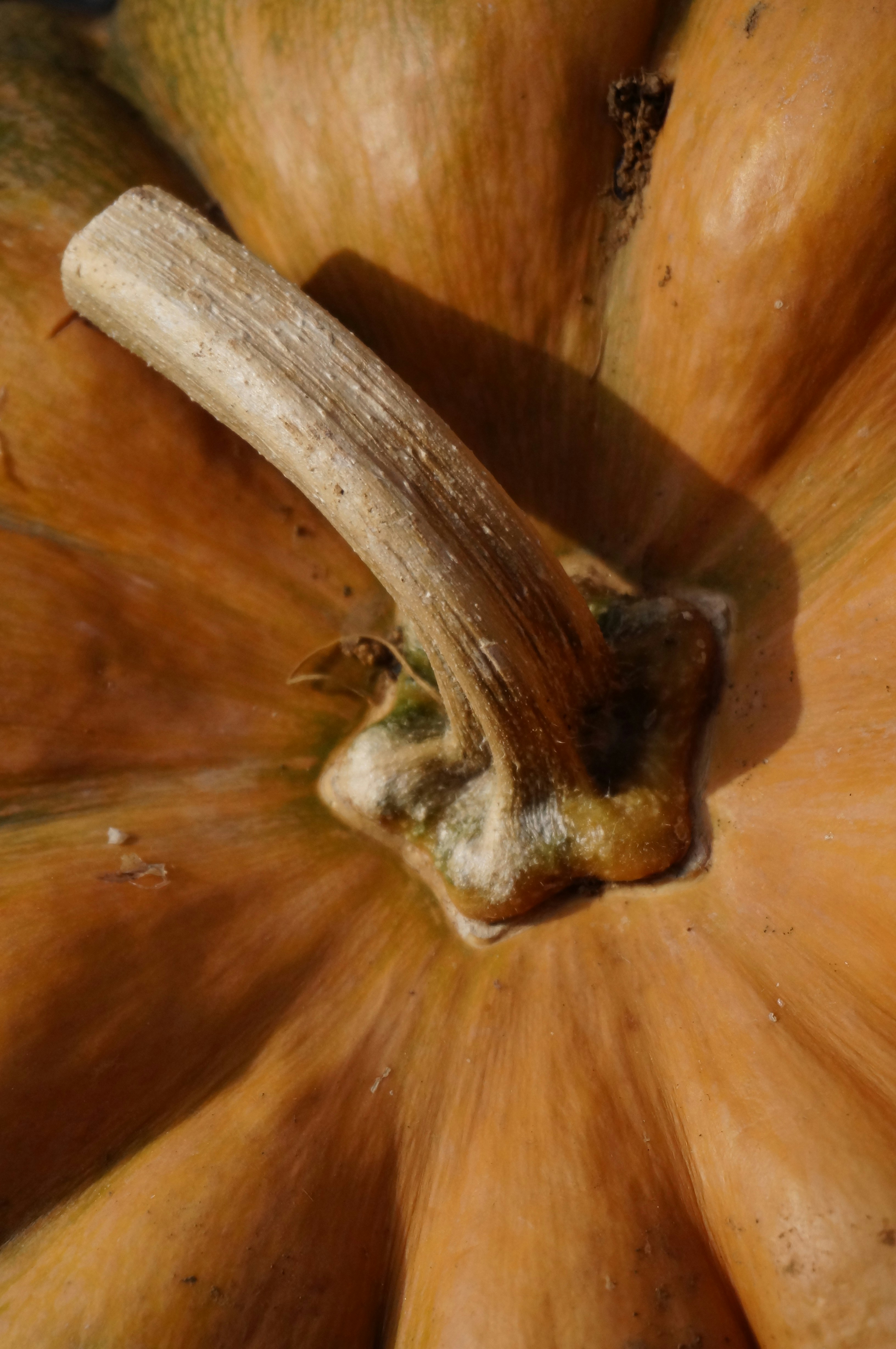 Close-up of a pumpkin; bird's-eye-view