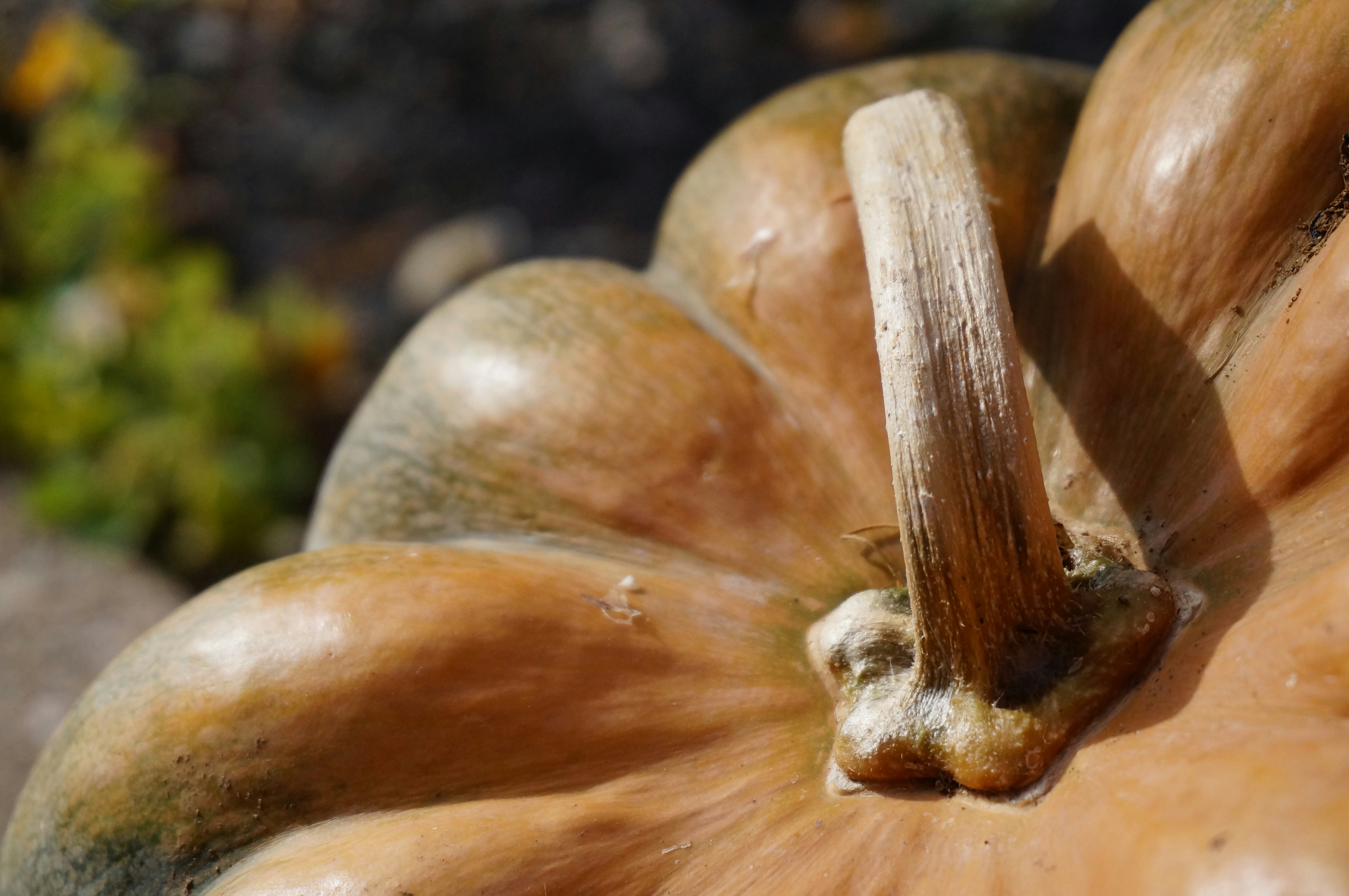 Sunlit Stem Geometry on a Pumpkin