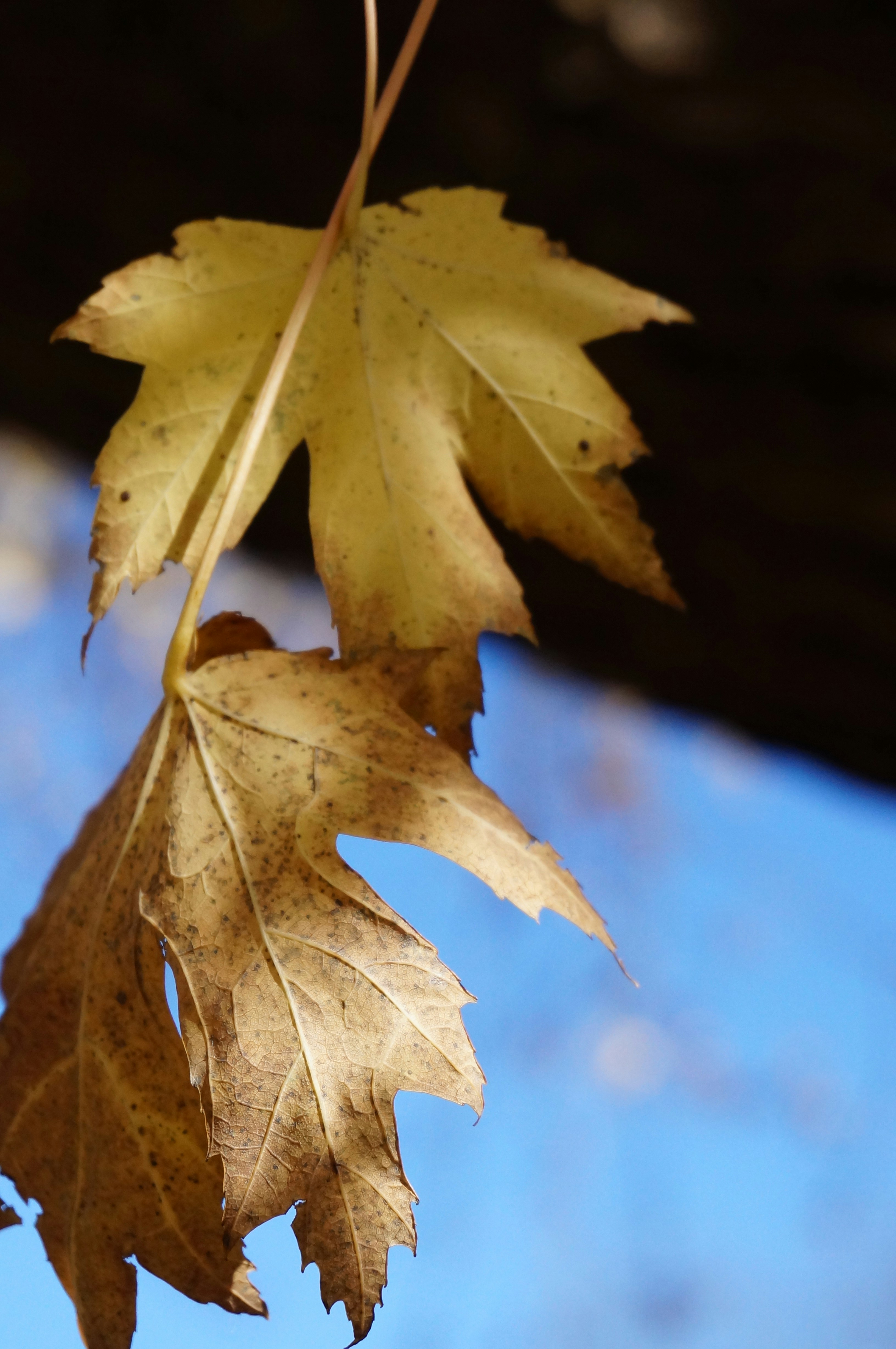 Two brown maple leaves