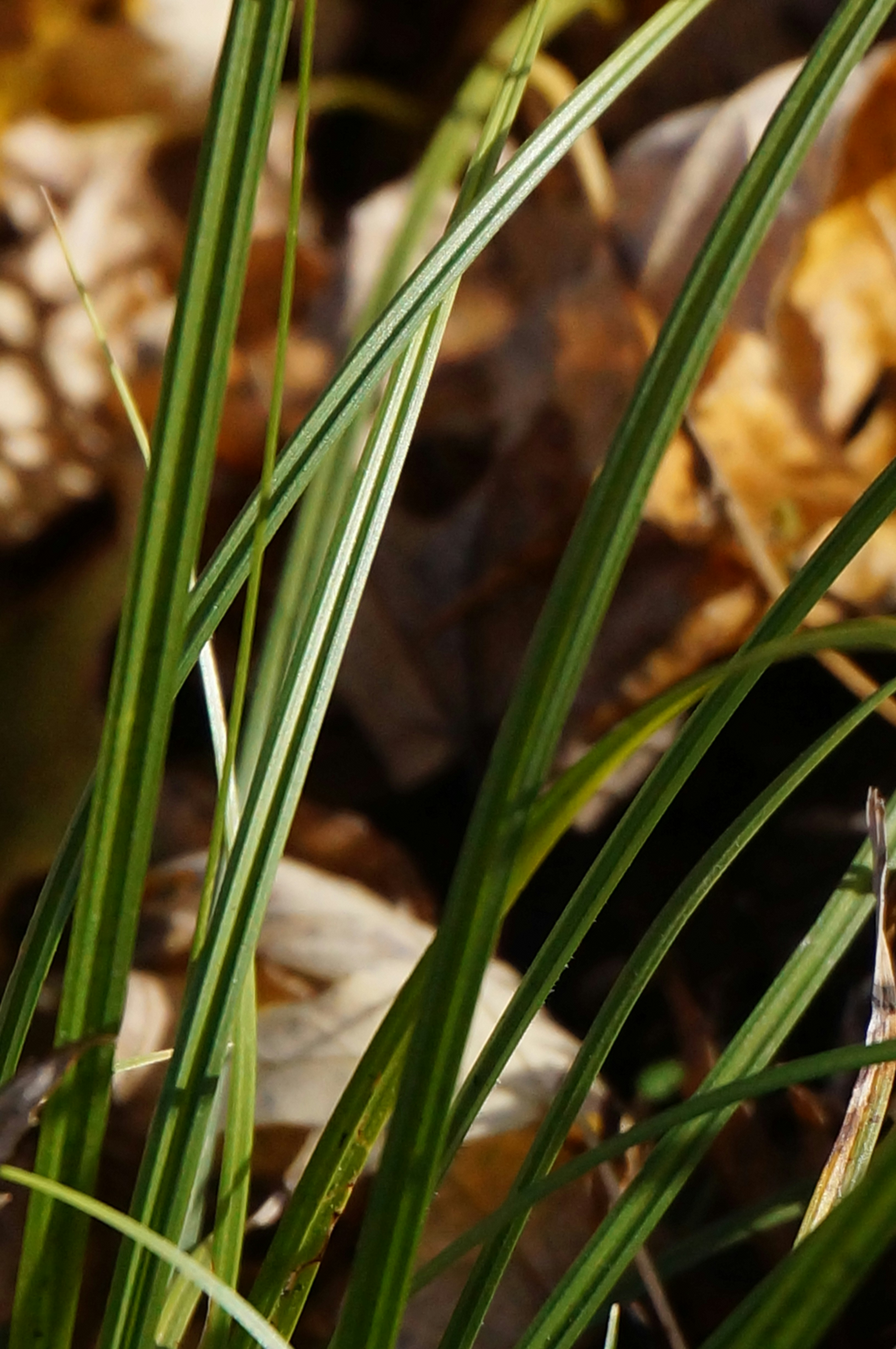 Green blades of grass sprouting up among fall leaves