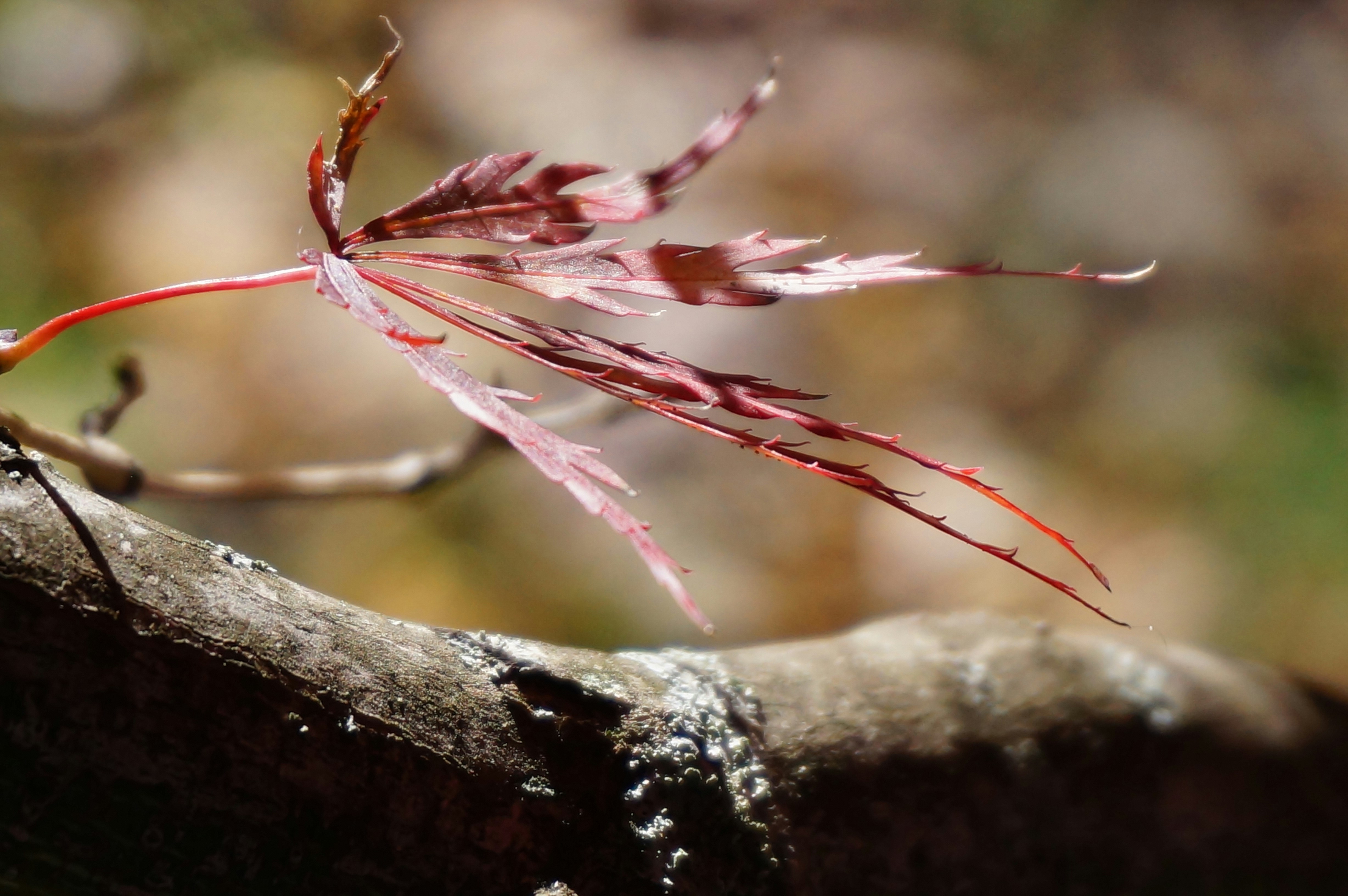 Crimson Fringe on a Weathered Branch