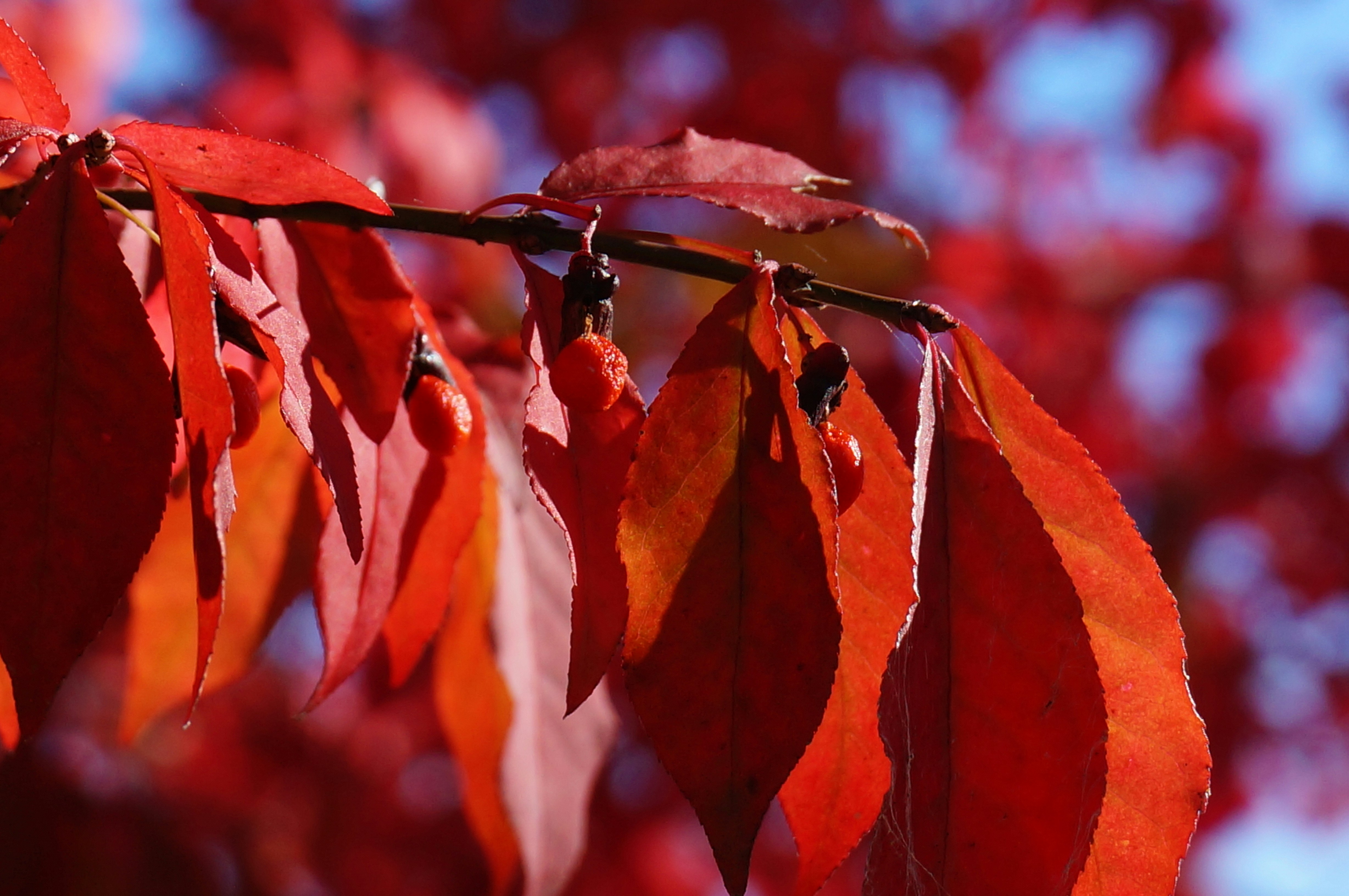 A Burning Bush branch