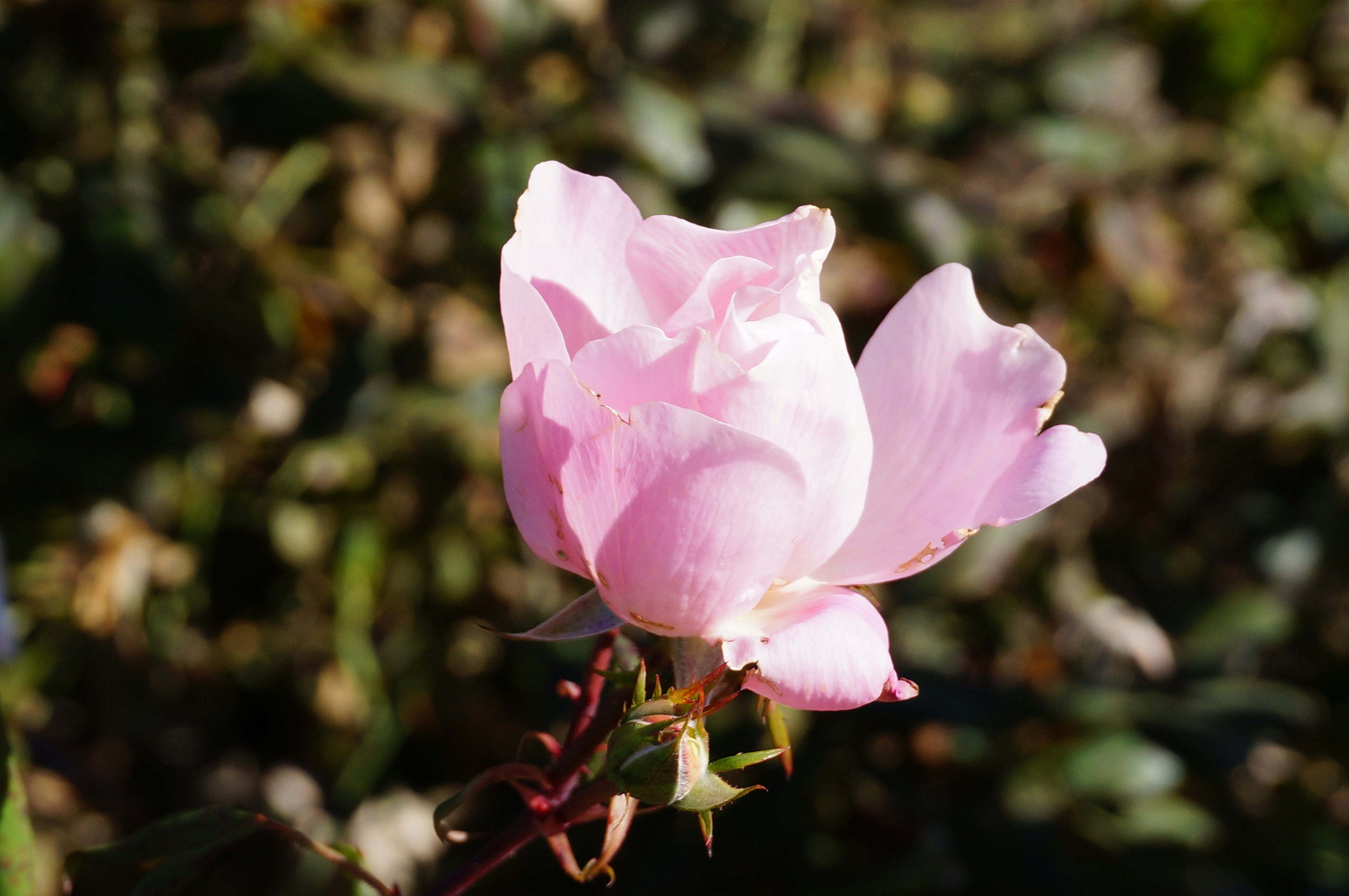 A pink rose