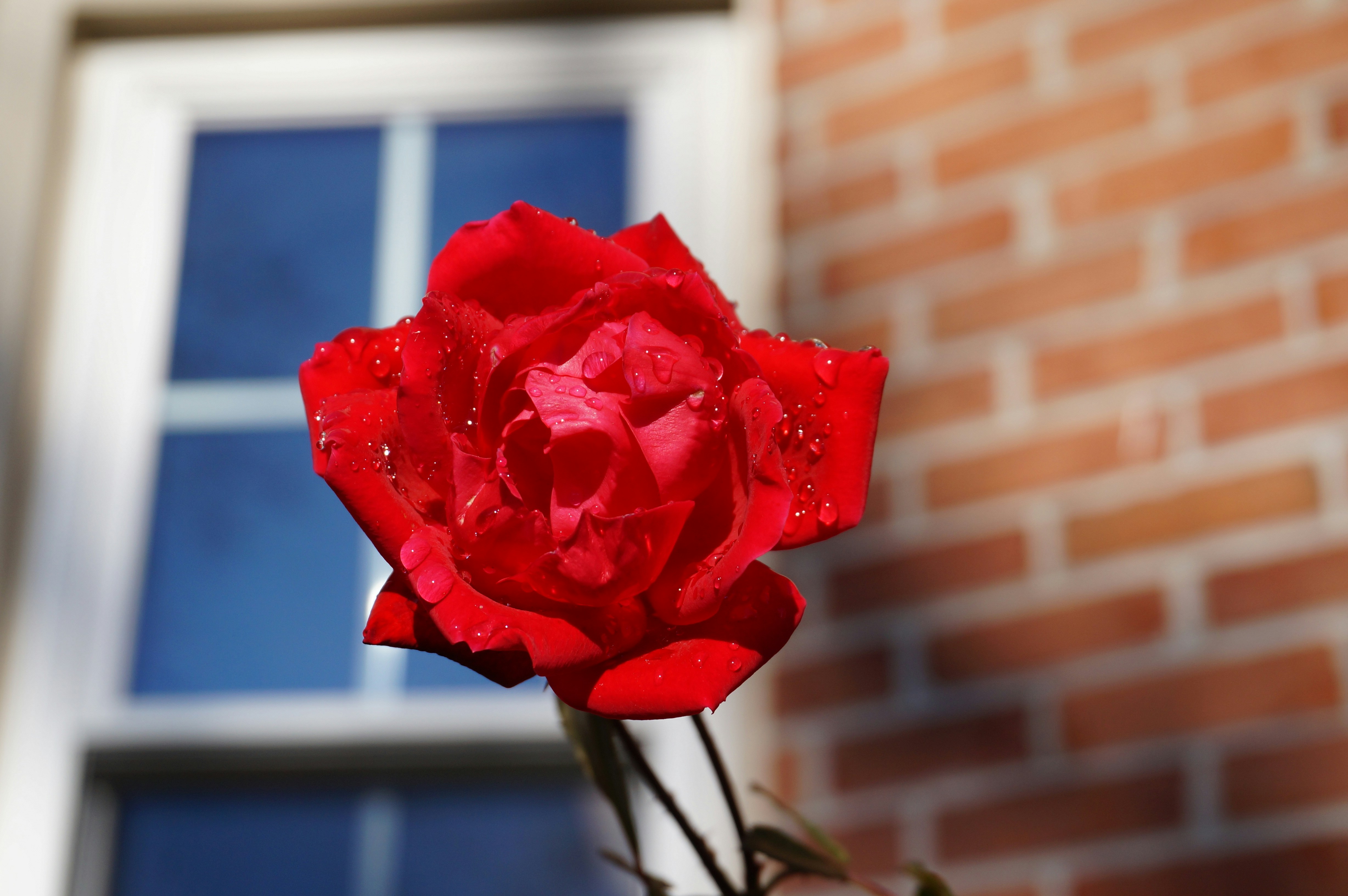 Crimson Rose in an Urban Frame: Brick, Window, and Dew