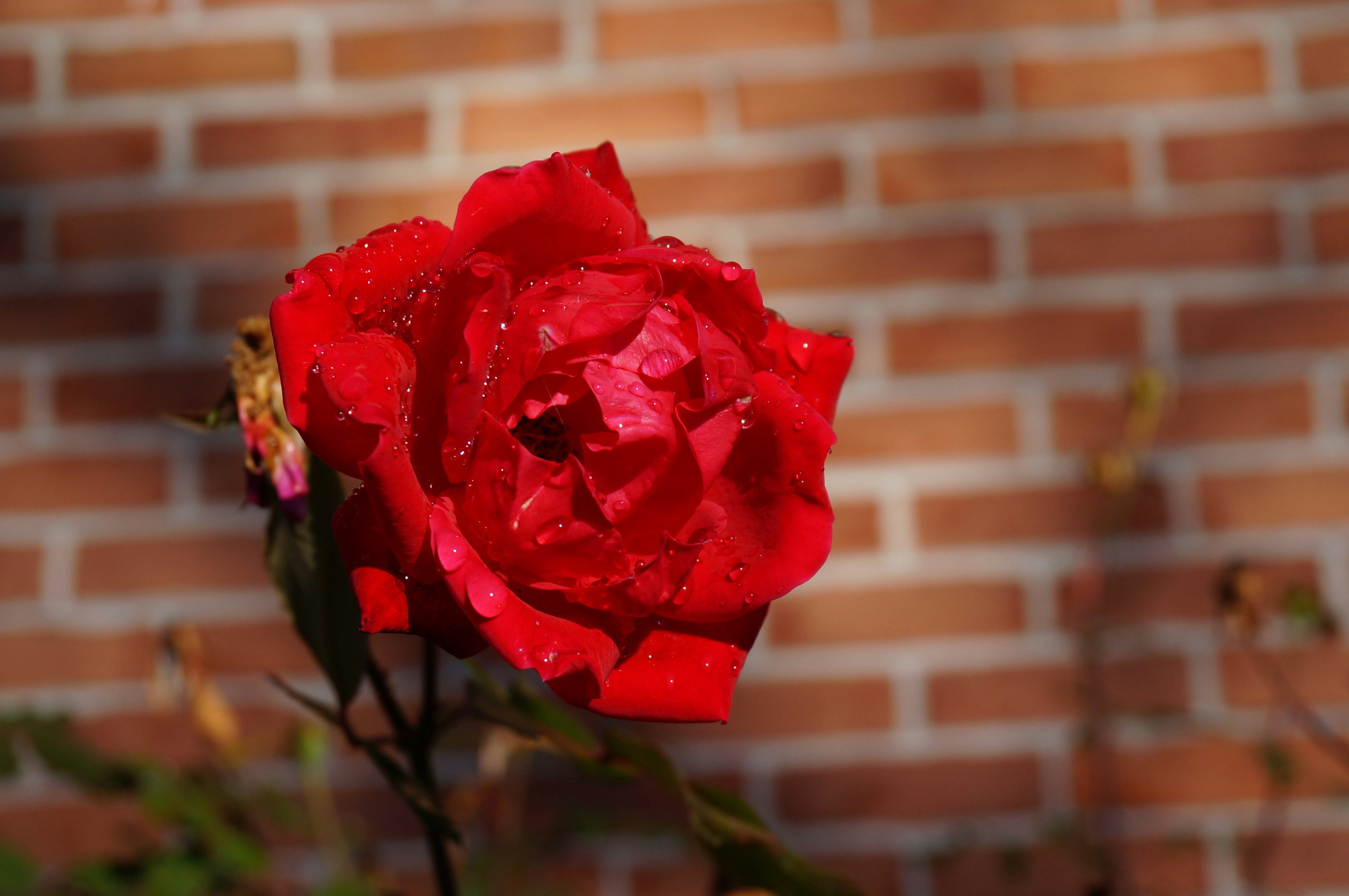 Crimson Rose in Focus Against Brickwork Backdrop