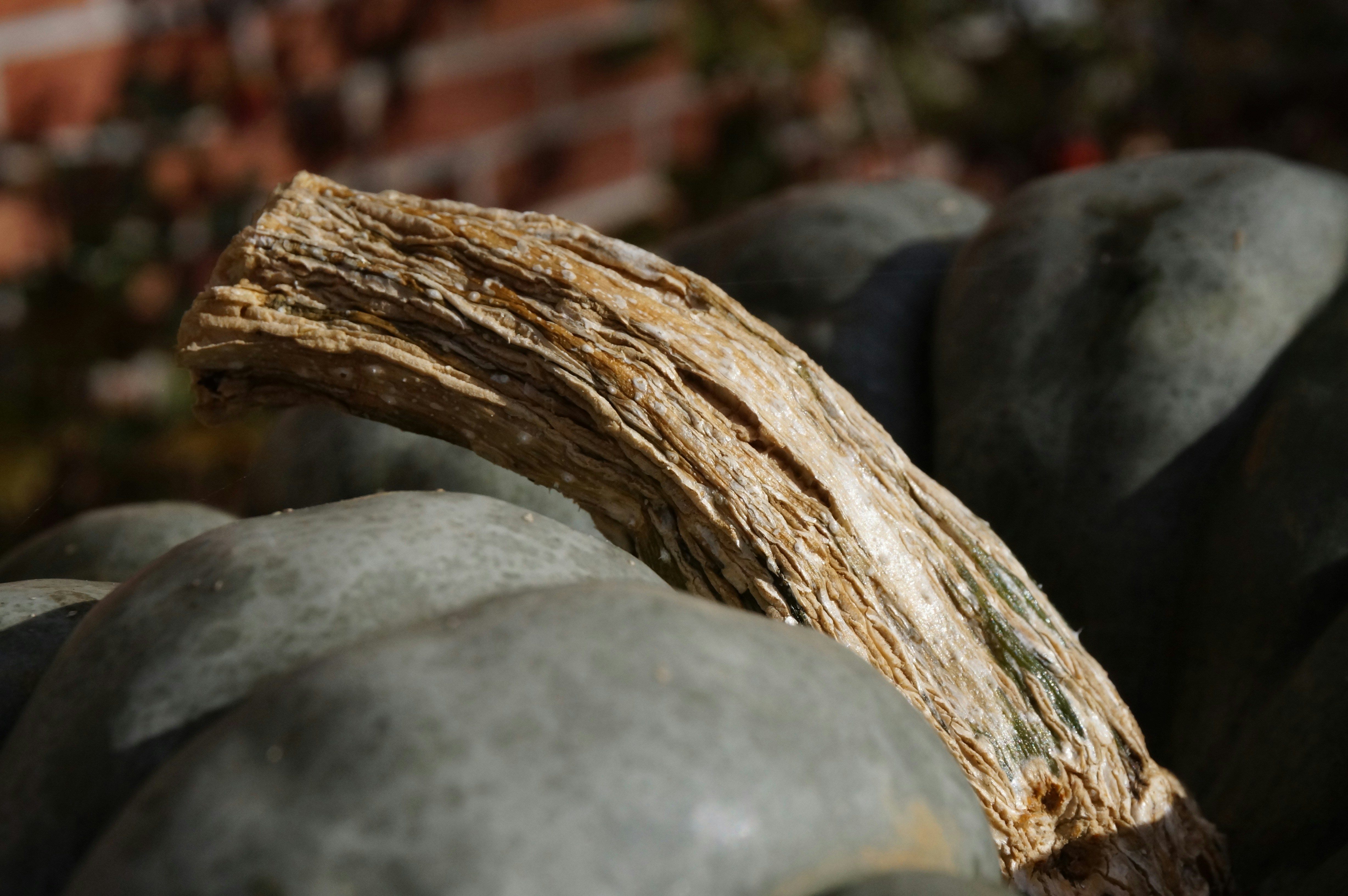 Close-up of a pumpkin stem