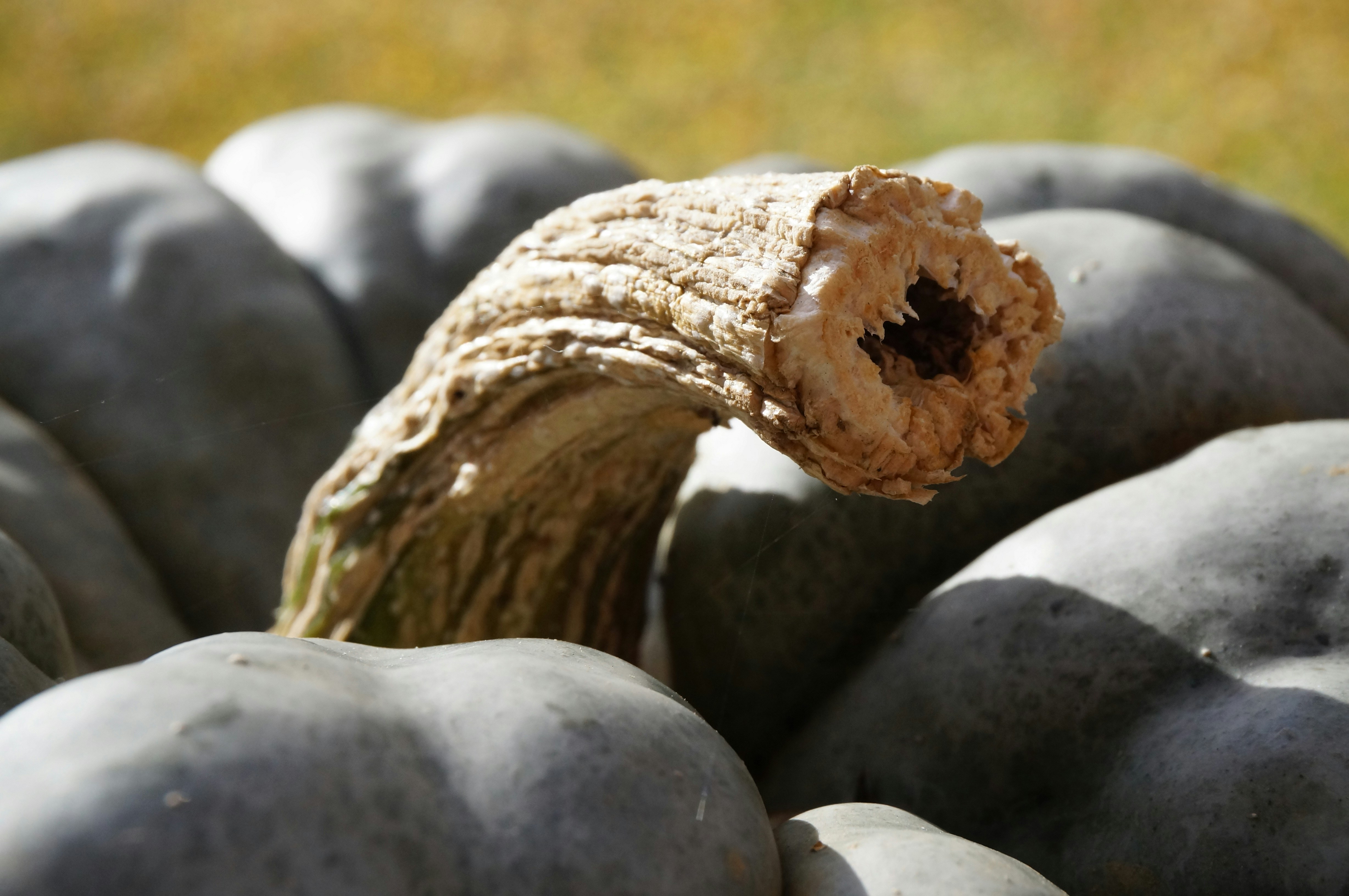 Close-up of a pumpkin stem