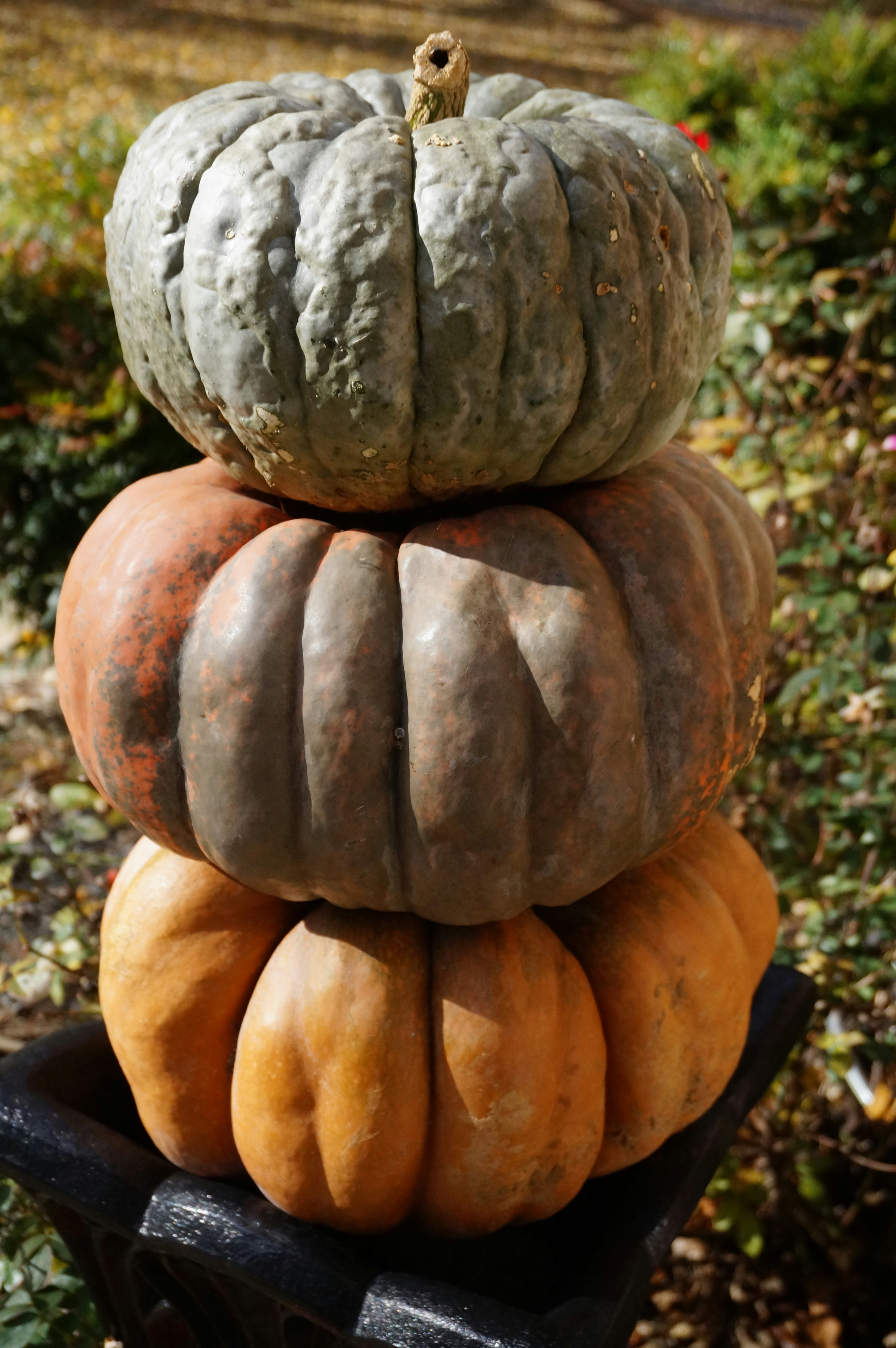 Tiered Harvest: A Sculptural Stack of Pumpkins in Golden Garden Light