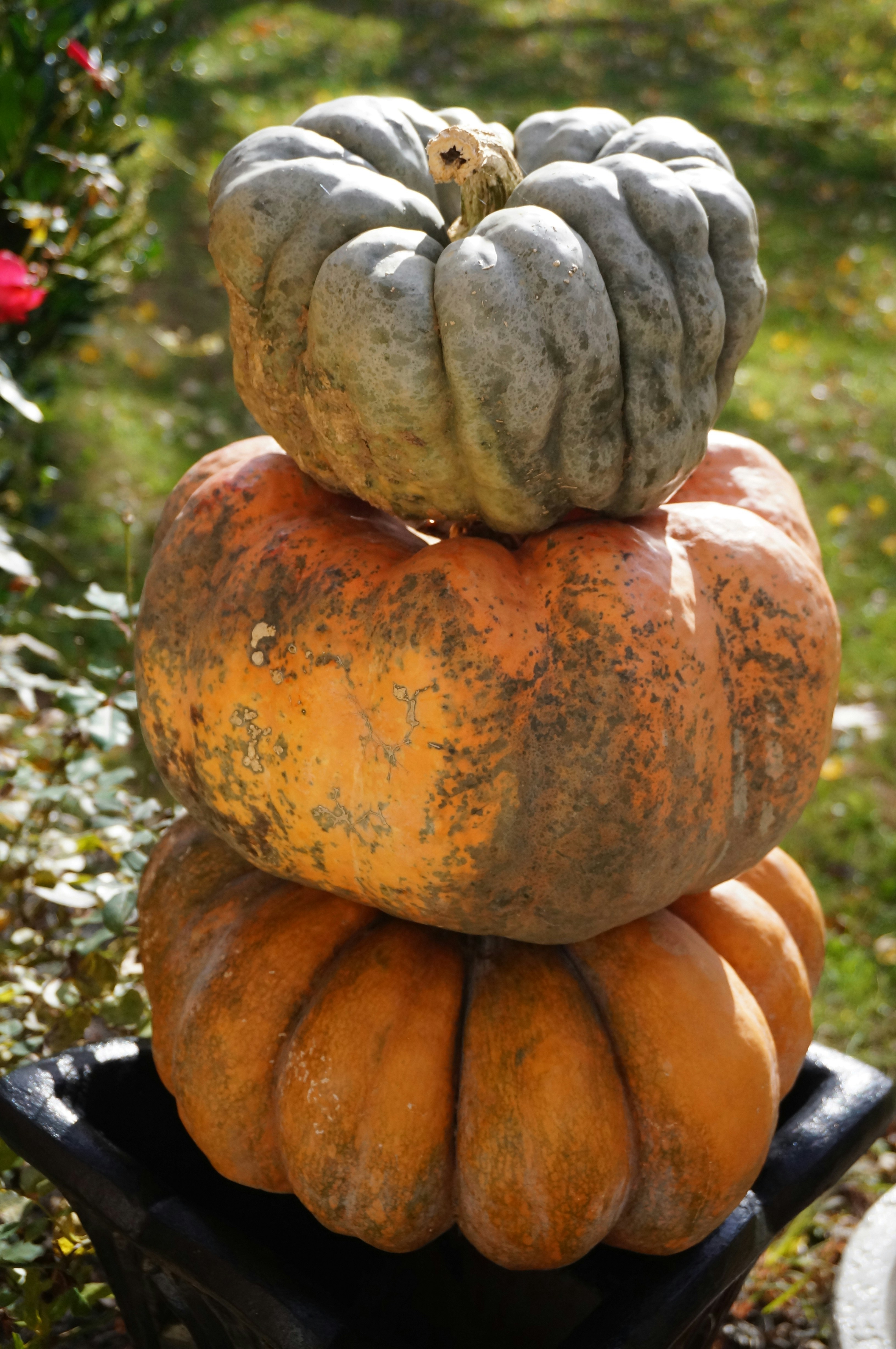 A three-pumpkin stack