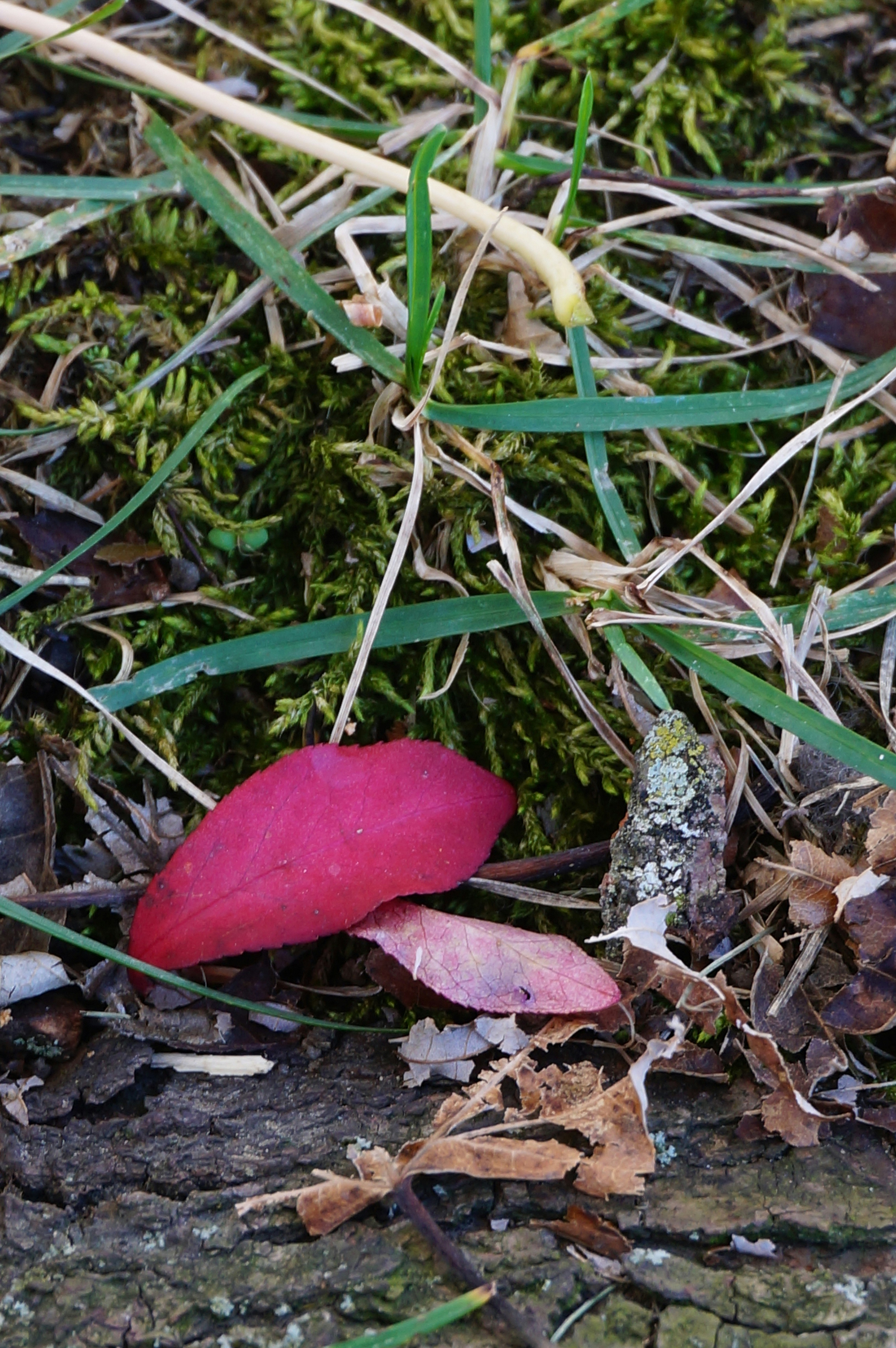 Crimson Leaf on a Mossy Forest Floor: A Ground-Level Close-Up