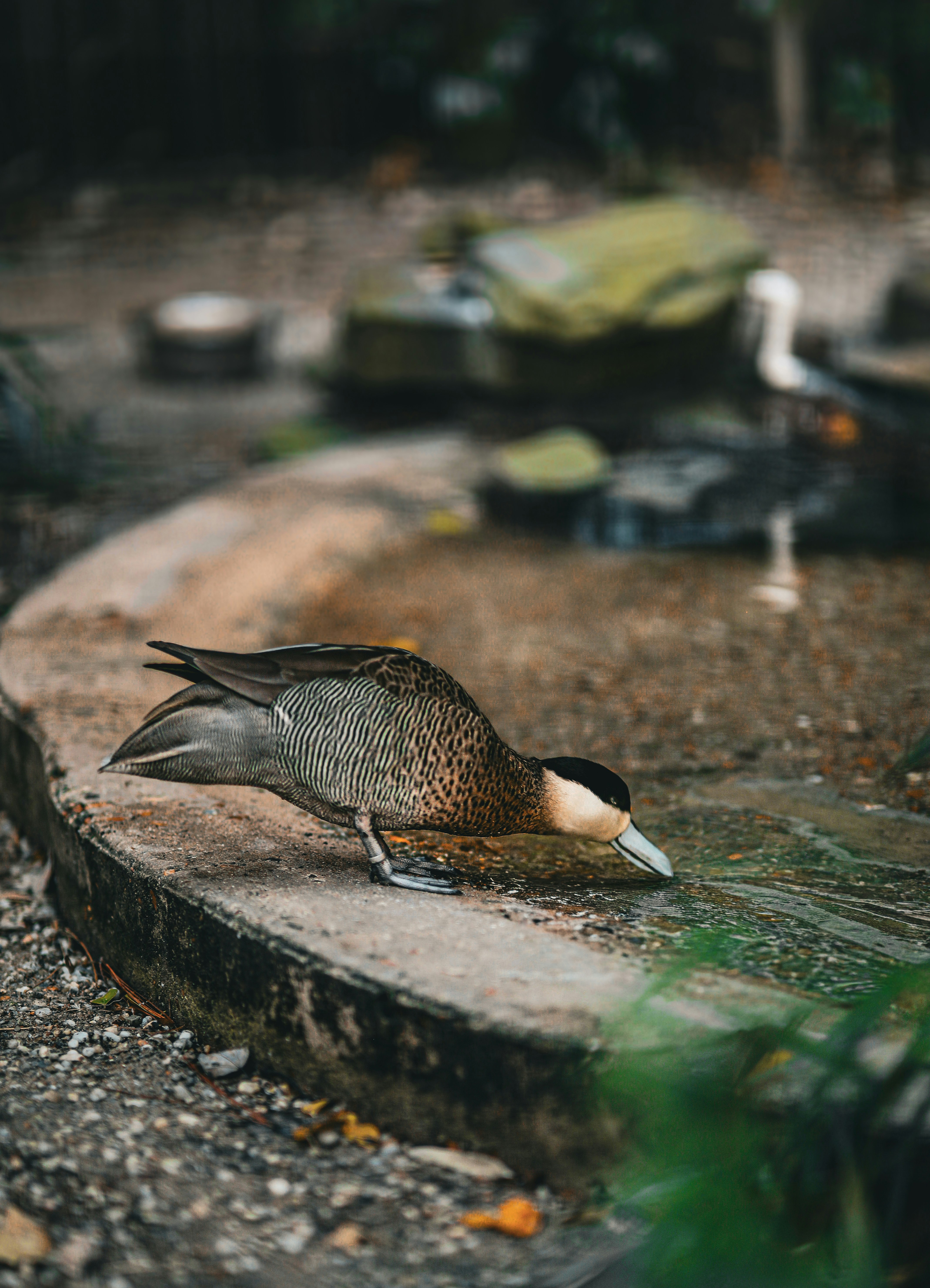 Edgewater Sip: A Dappled Duck in Soft Focus