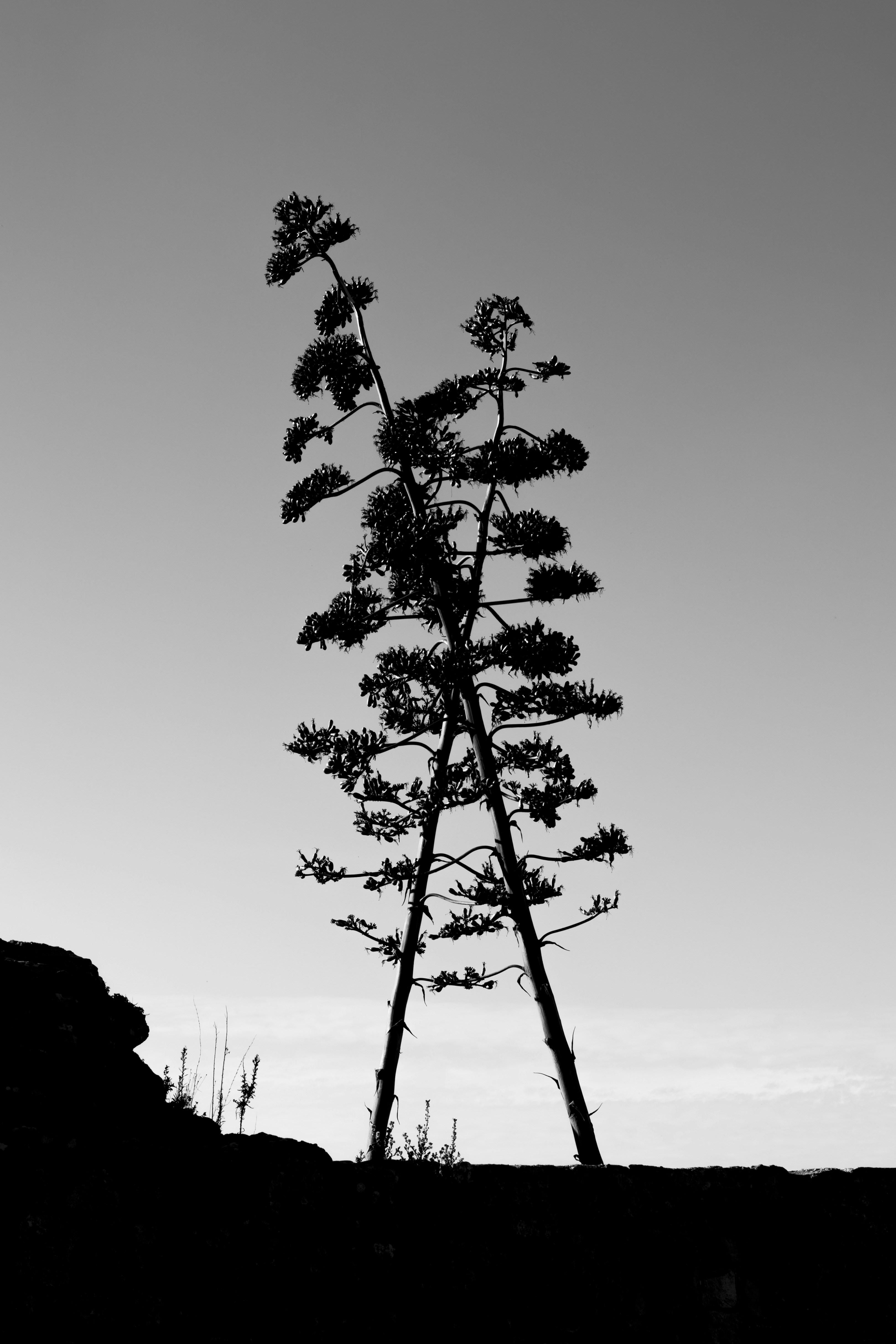Twin Silhouettes: Pines Against a Pale Horizon