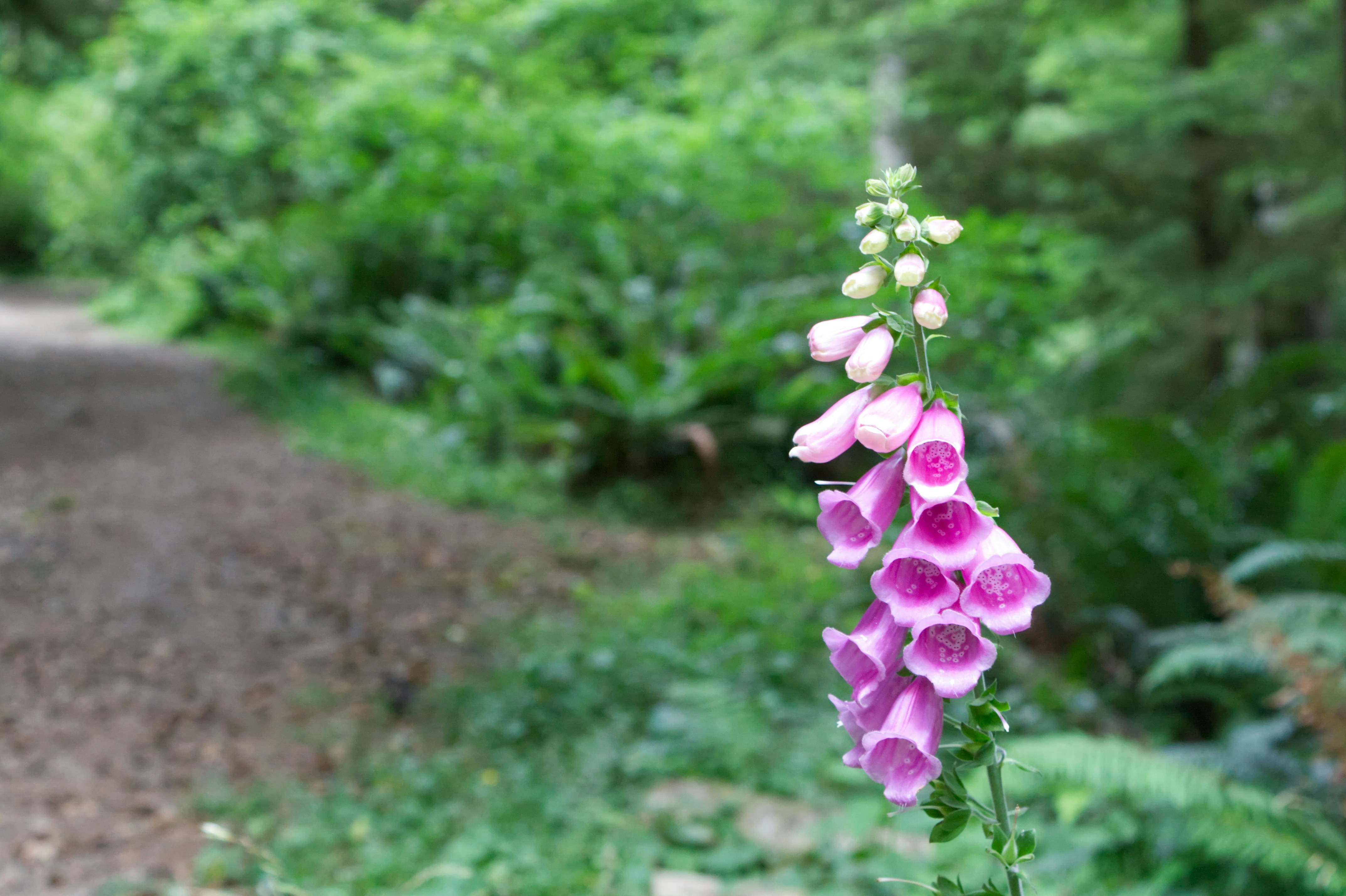 Foxglove on the Edge: a Quiet Woodland Bloom Along a Path