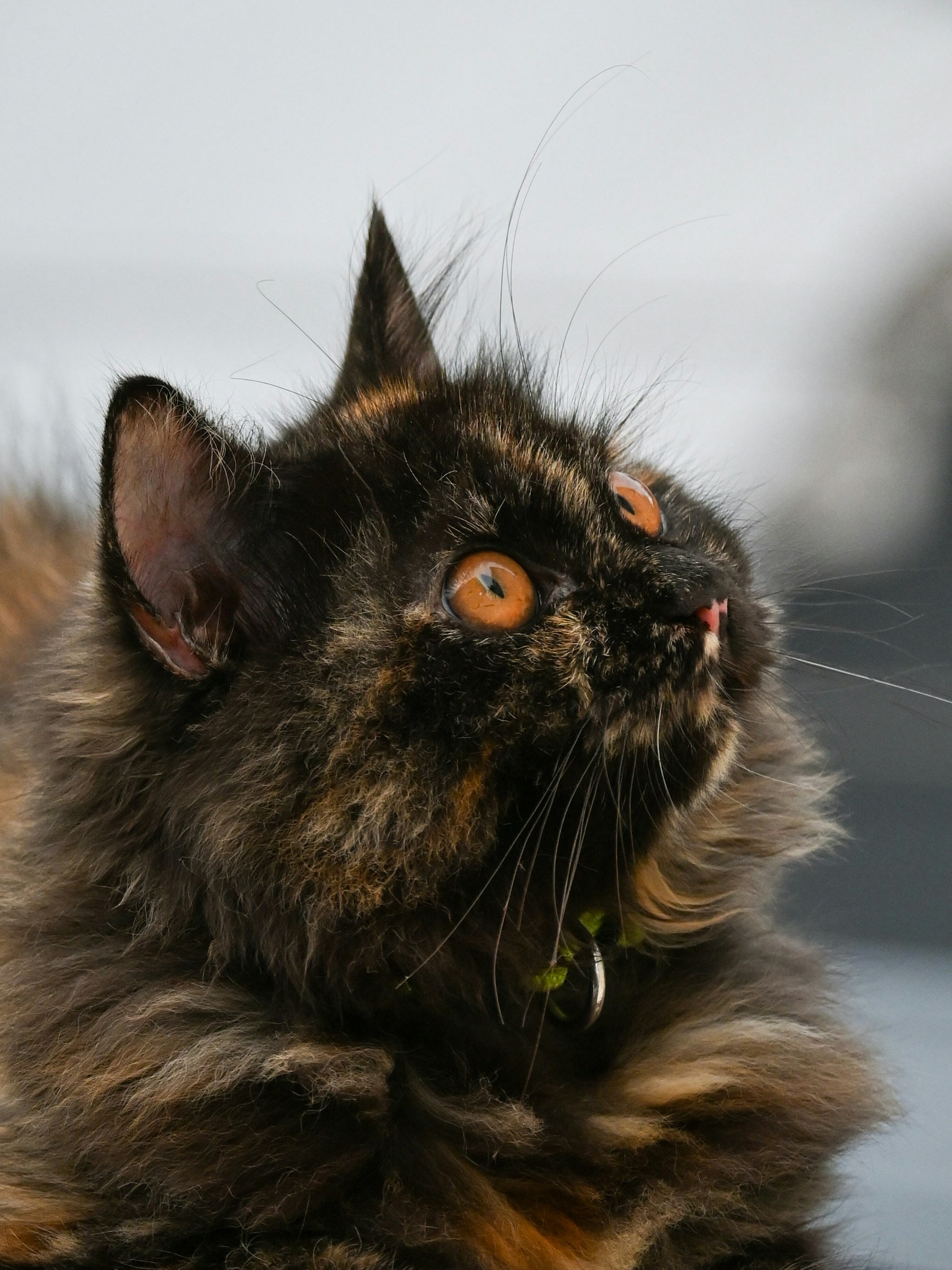 Amber-Eyed Tortie Looks Upward in Soft Winter Light