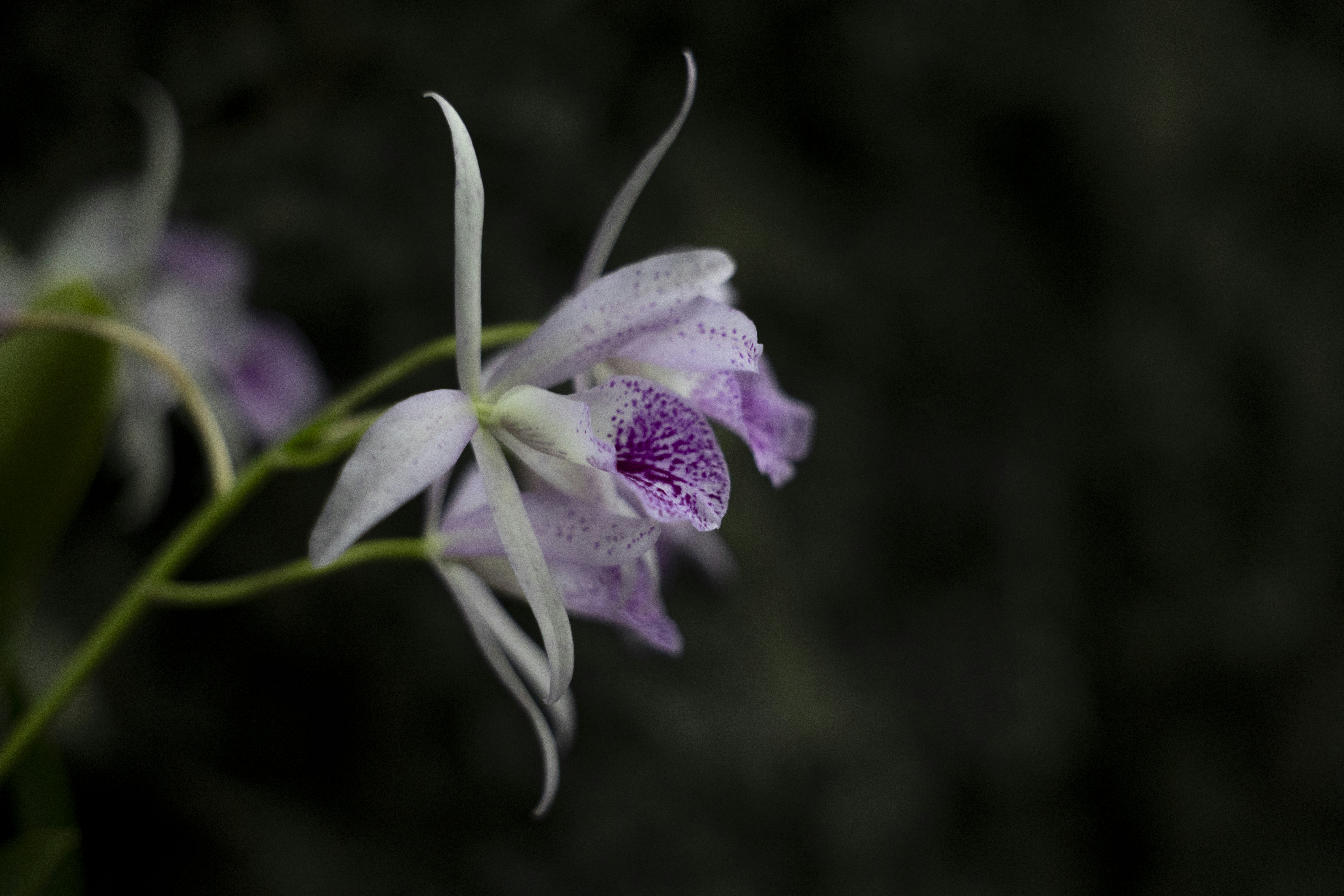Lavender Orchid in Velvet Focus: Fragile Bloom Against Darkness