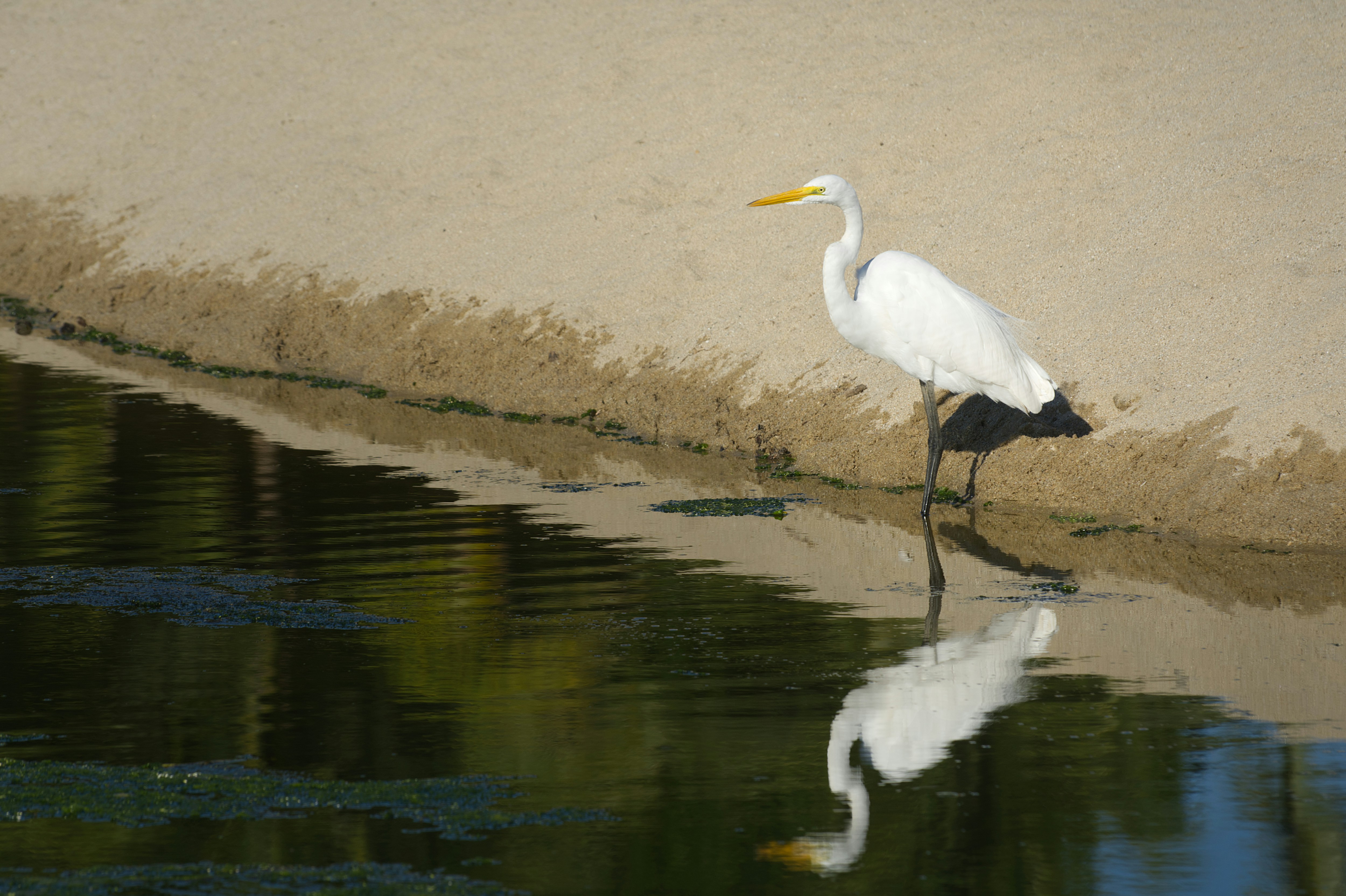 Great egret wades through the water