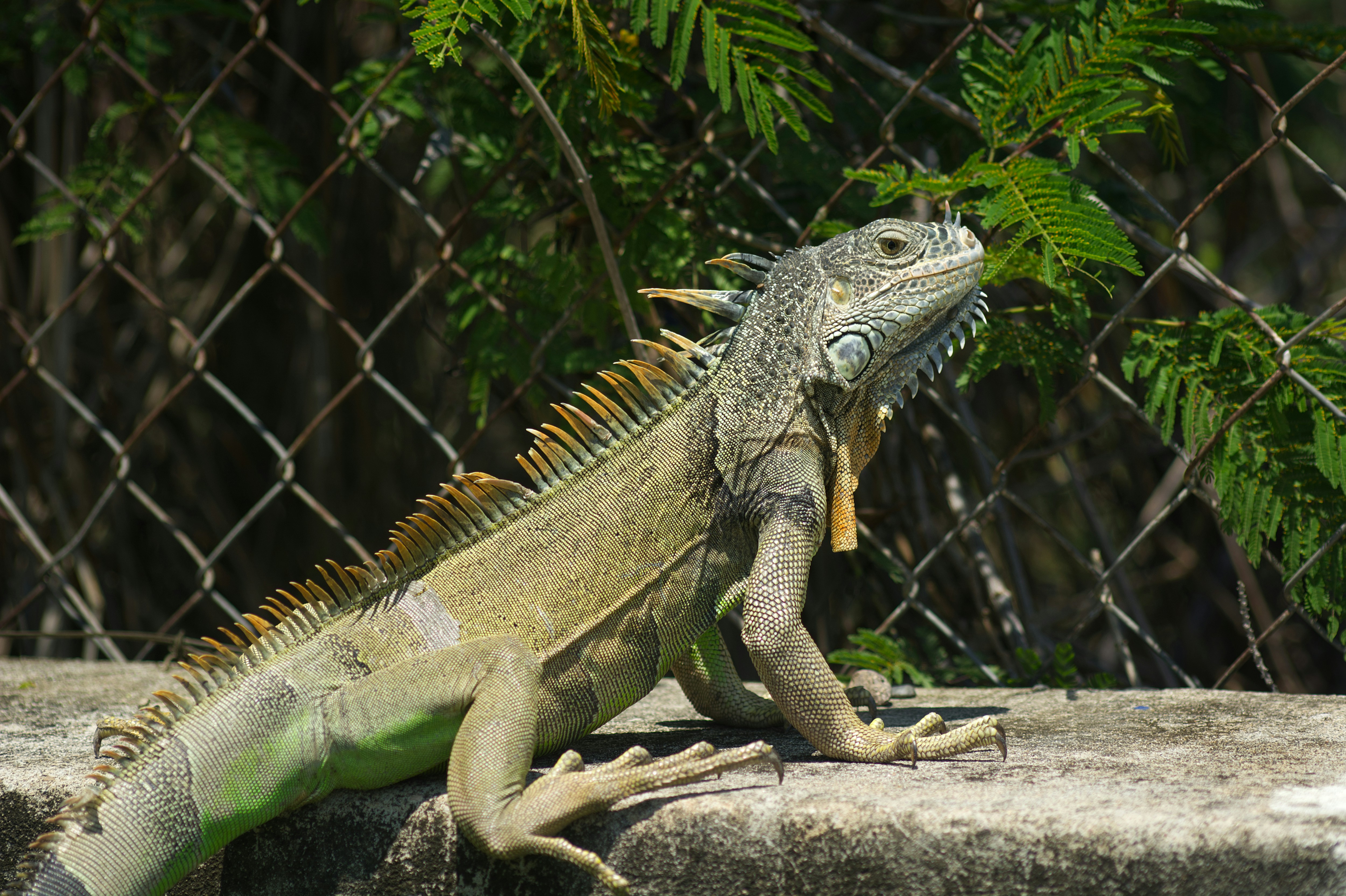 Spiked Green Sentinel: Iguana on a Sunlit Wall
