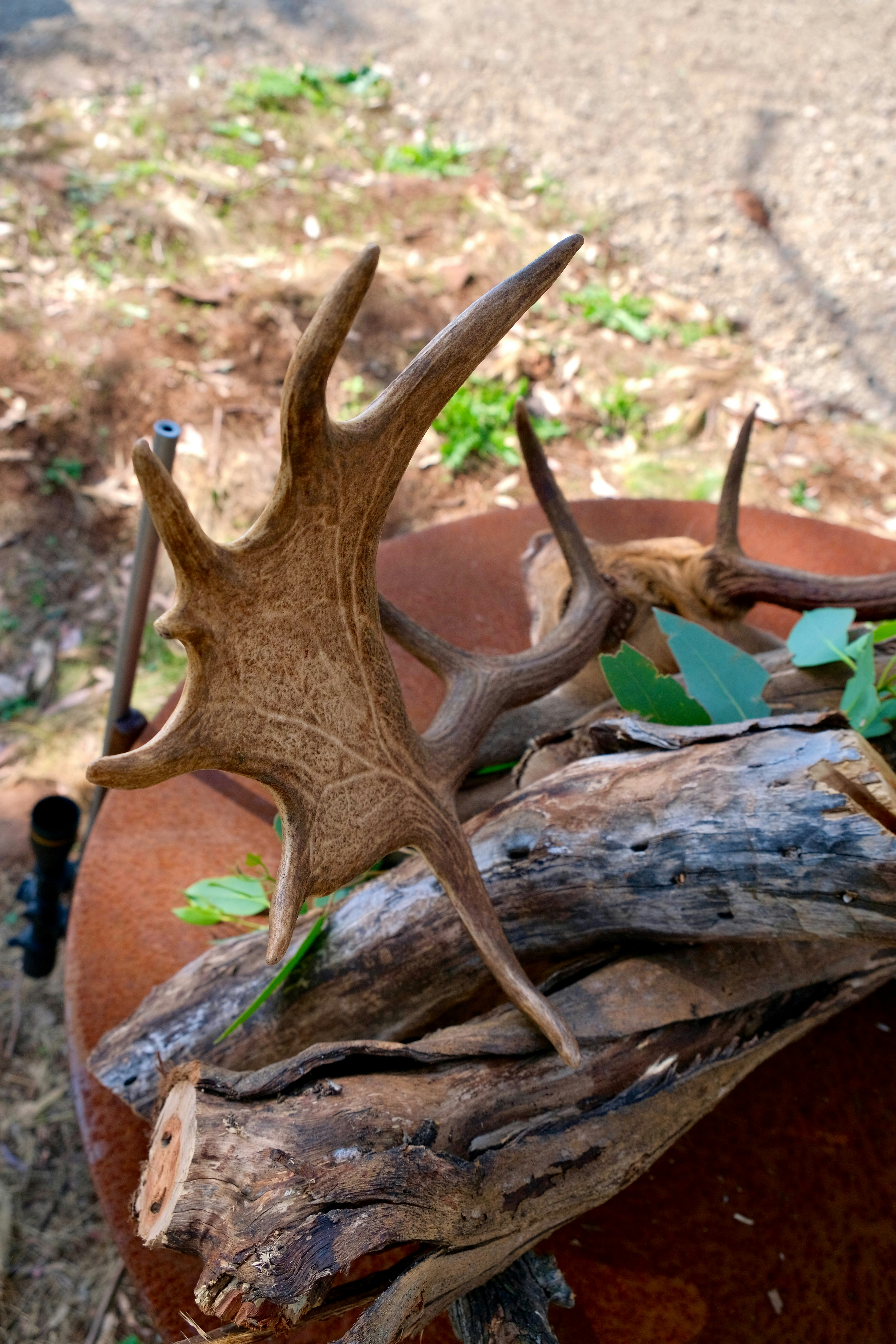 Fallow antler palm pattern