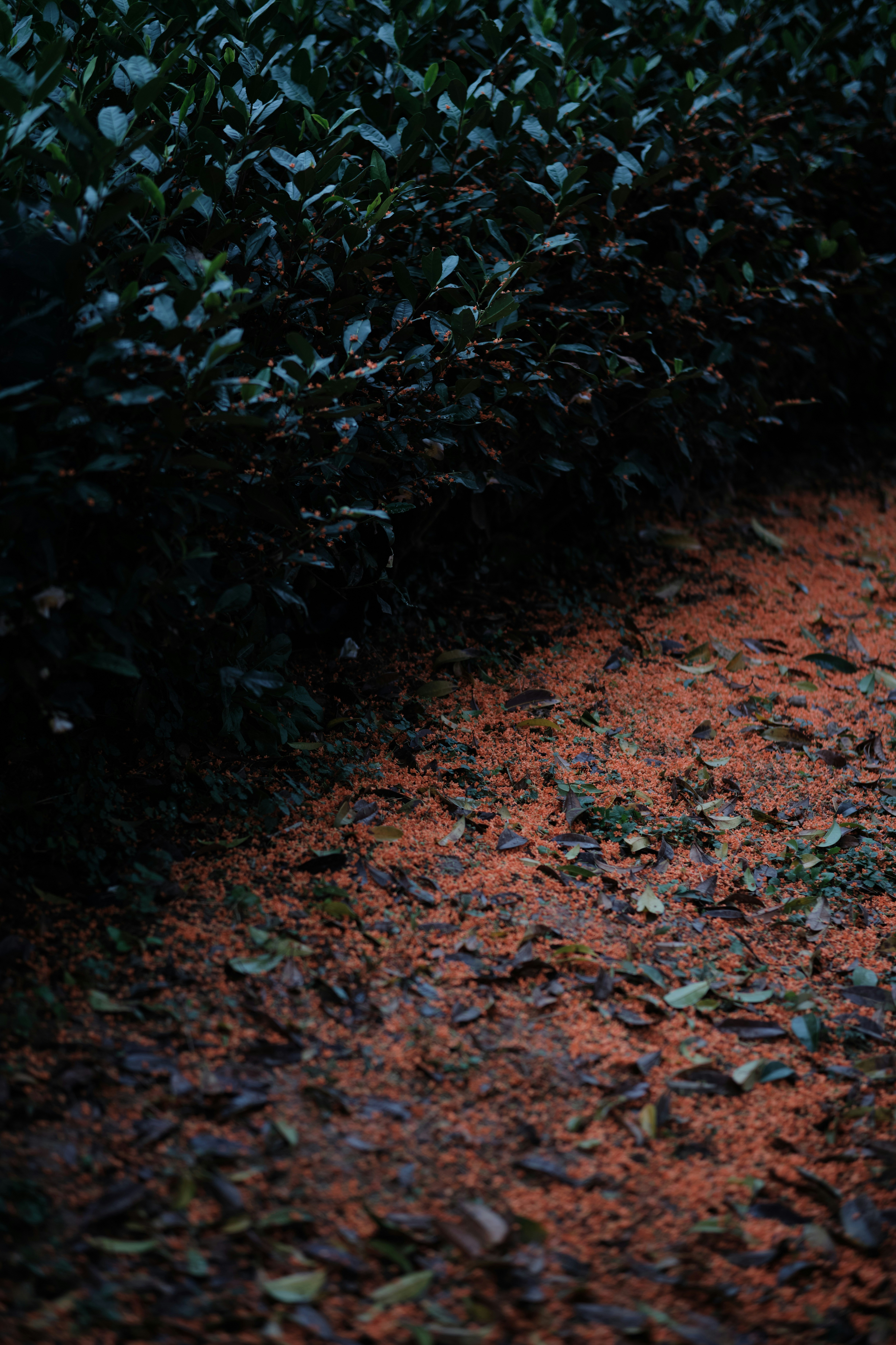 Photo by Seele An with Fujifilm X-H2