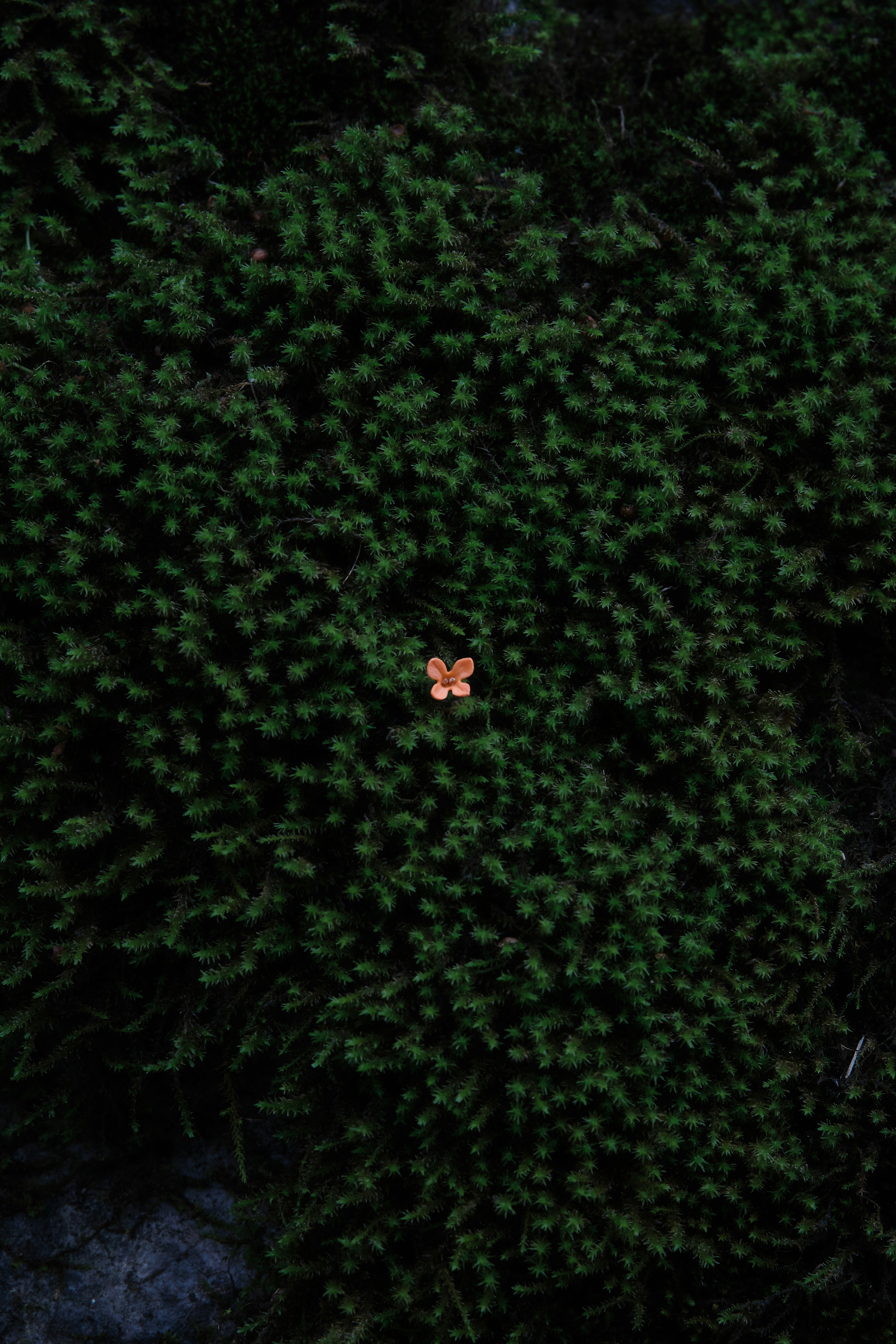 Photo by Seele An with Fujifilm X-H2