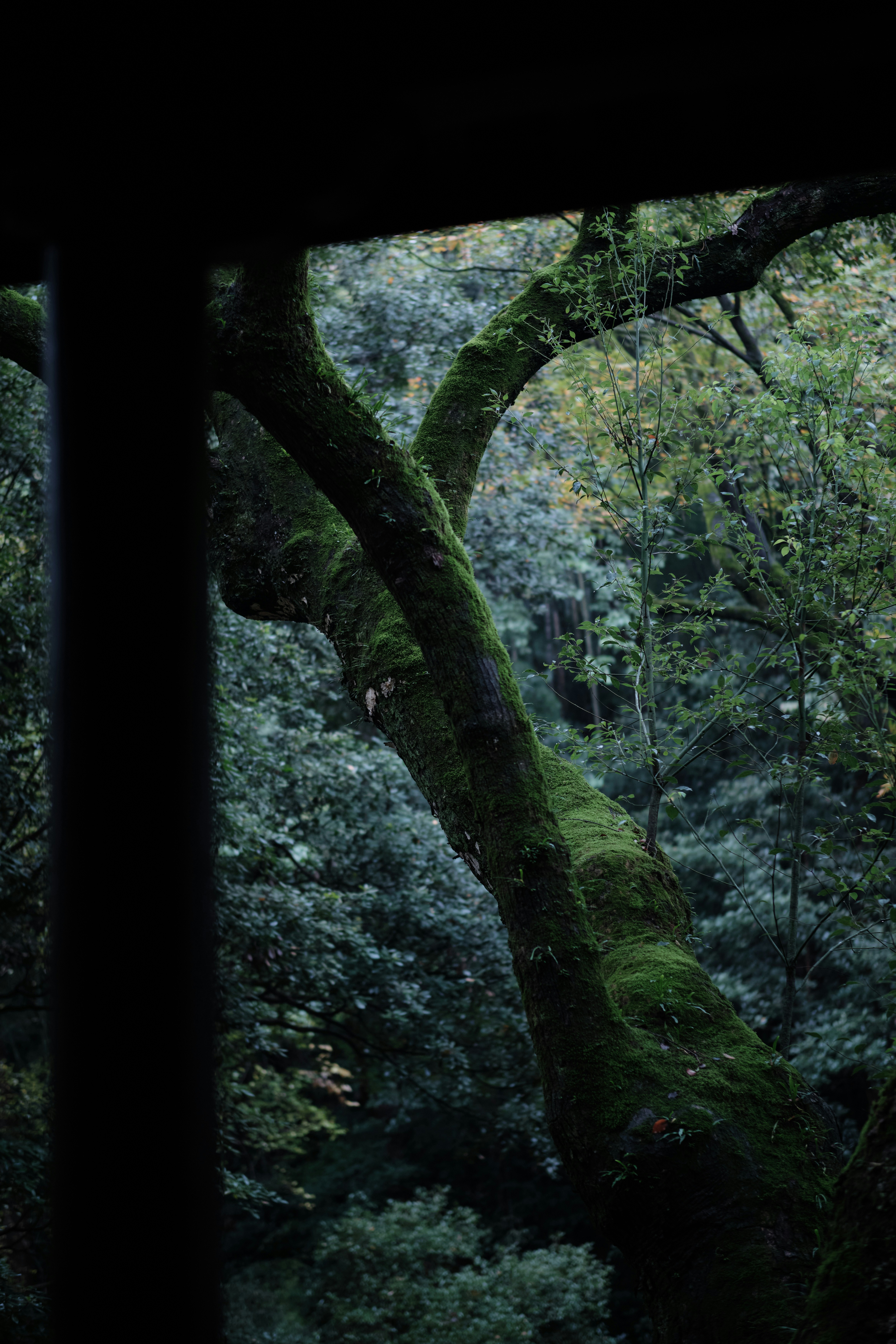 Photo by Seele An with Fujifilm X-H2