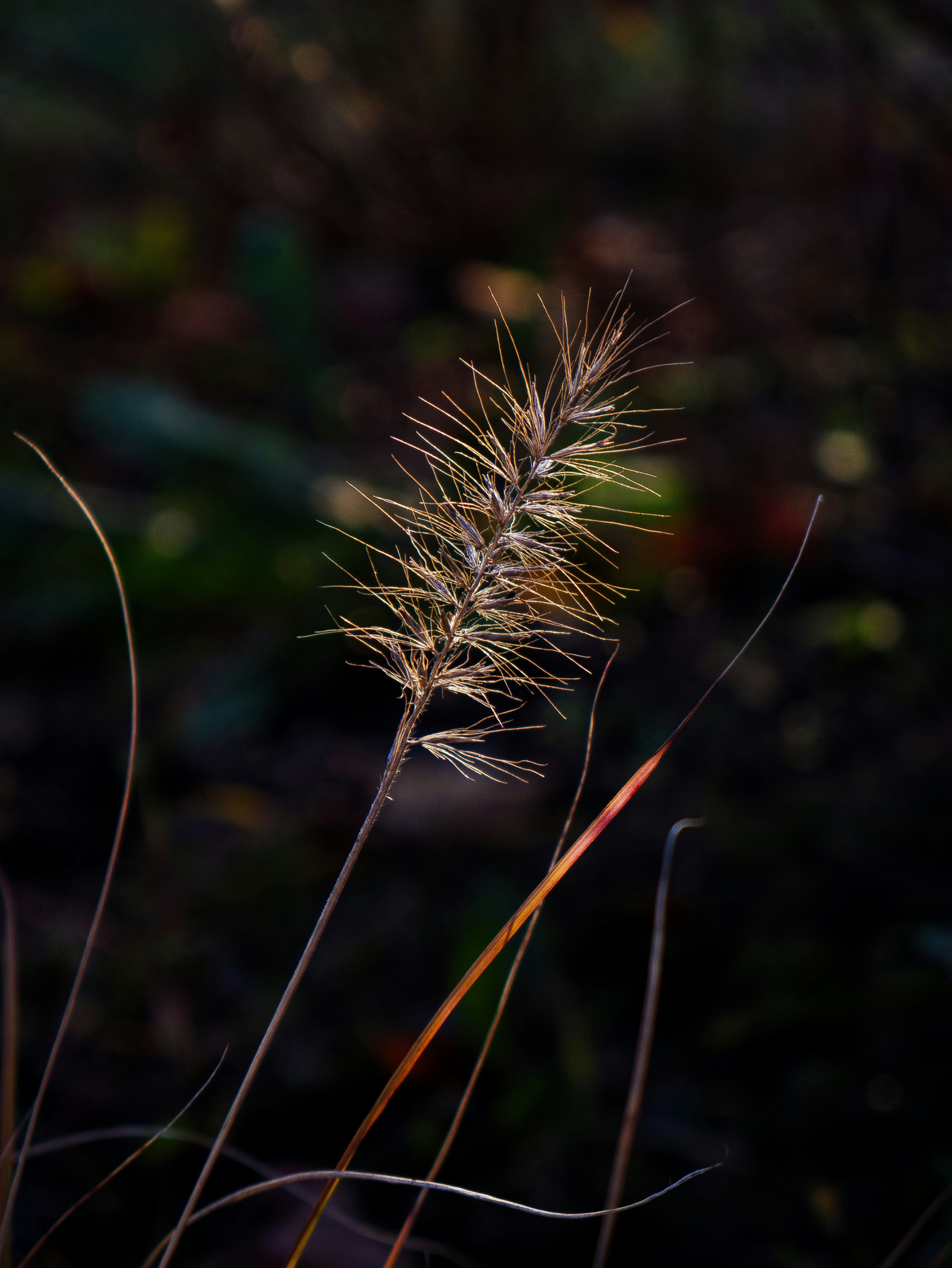 Silk-Tipped Seed Head in Quiet Dusk Glow