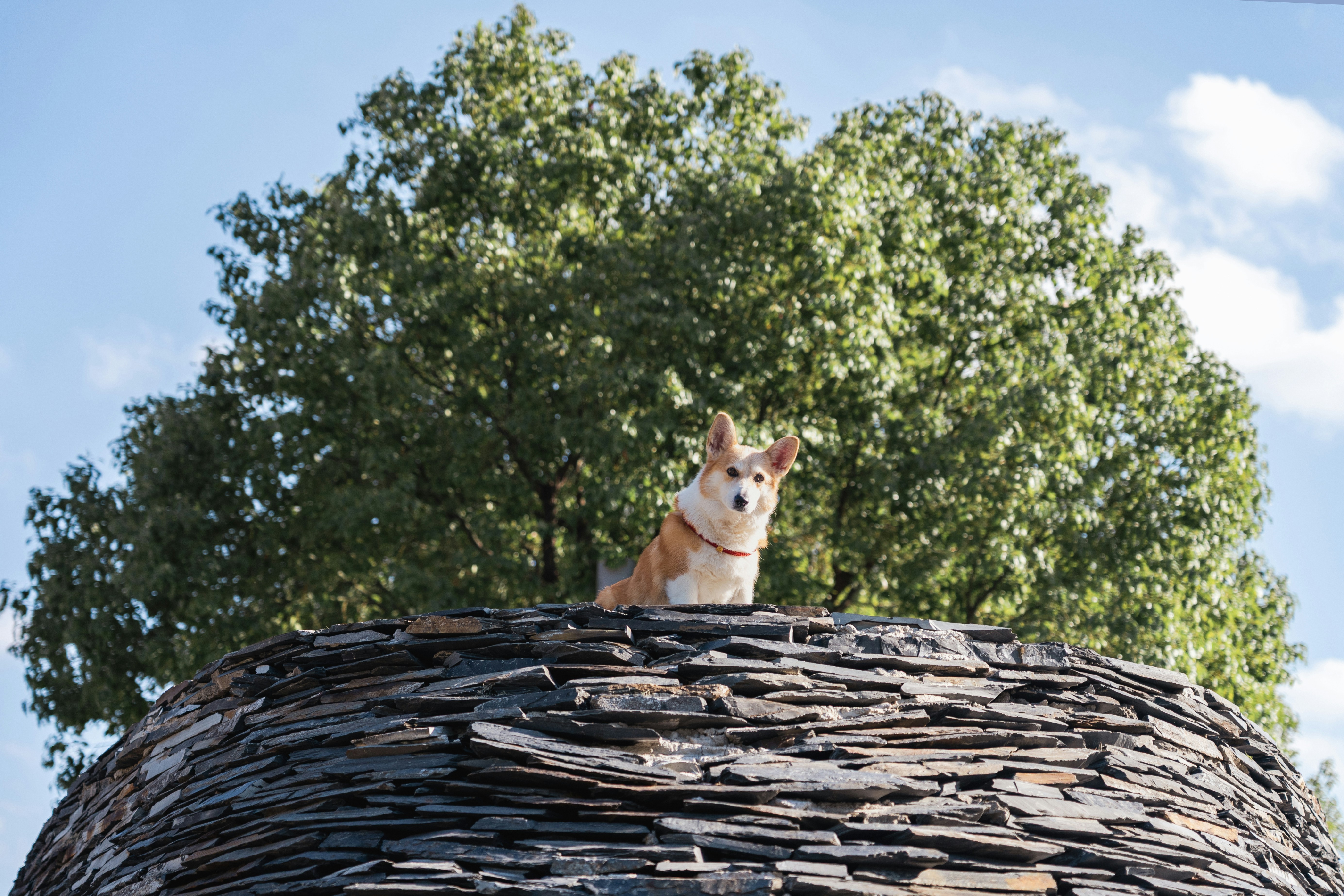 Corgi on the Slate Dome: A Sunny Lookout Above the Trees