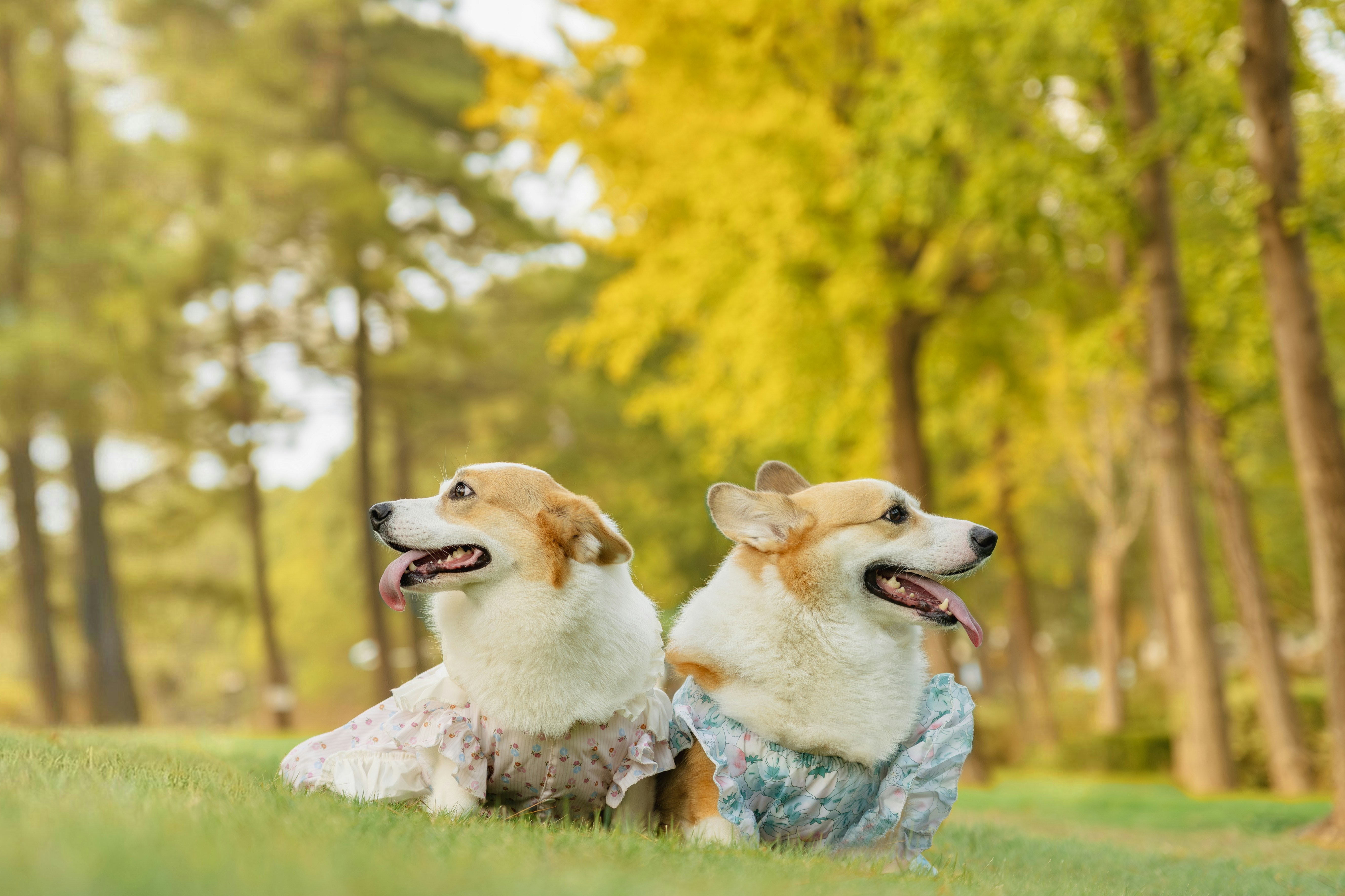 Autumn Light, Twin Corgi Companions Resting in a Sunlit Park