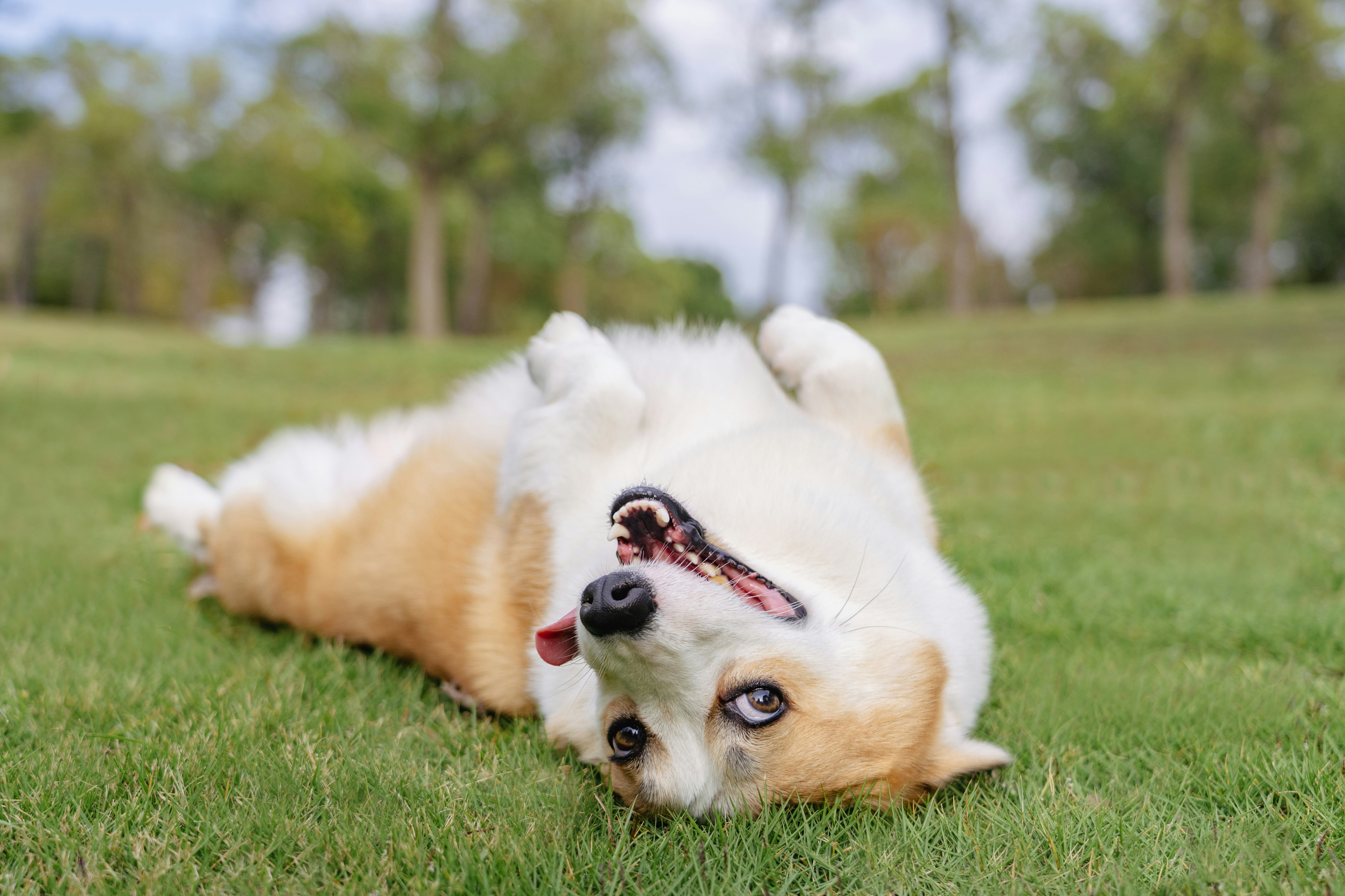 A corgi dog playfully lies on its back on a green grass lawn outdoors in a park, with trees in the background, tongue out and looking happily at the camera, creating a funny and adorable scene in nature.