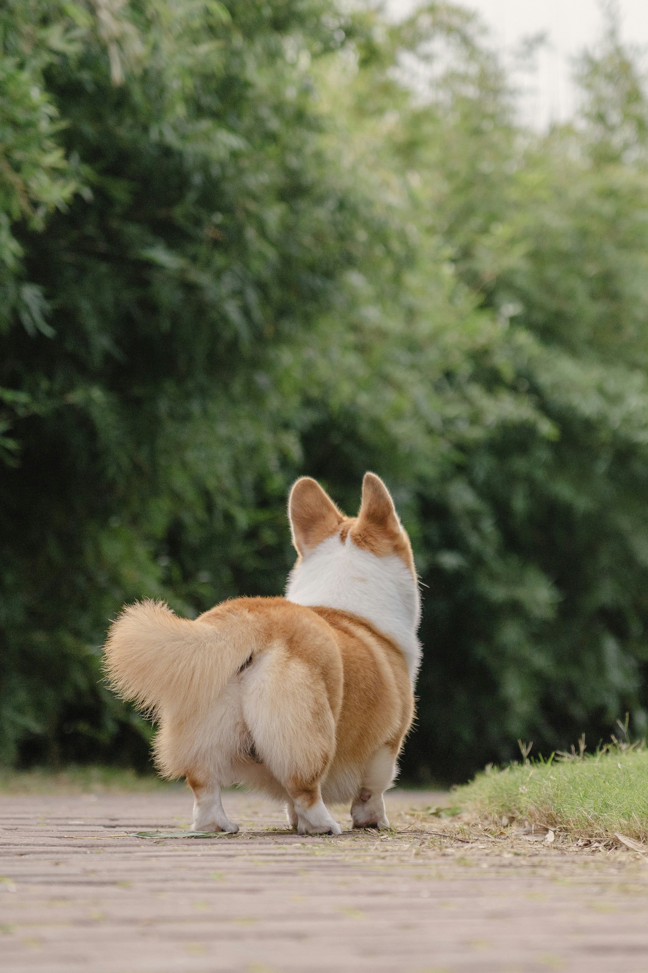 Rear-View Stroll: A Corgi Pauses on a Bricked Path Among Greenery